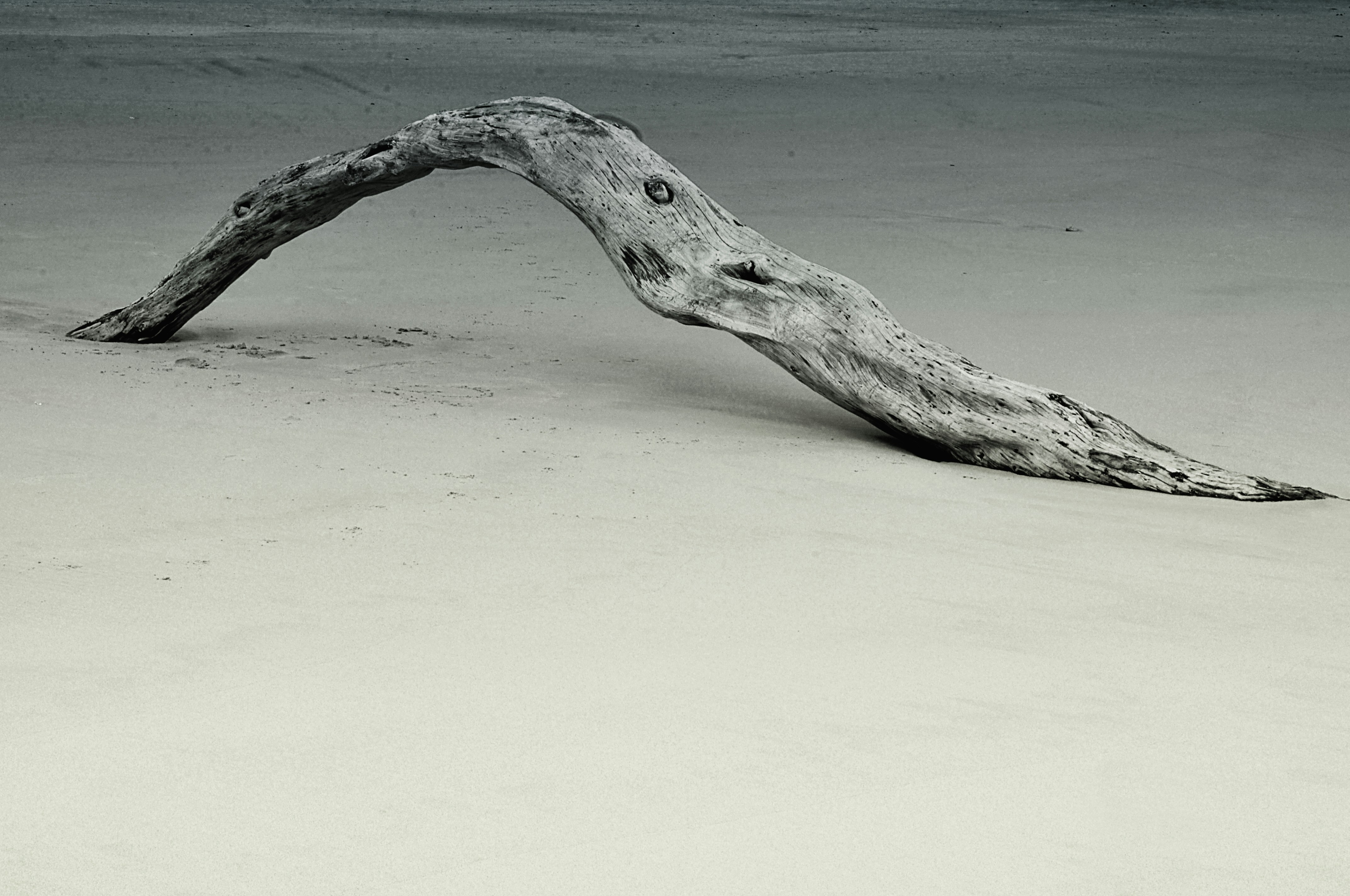 A tree branch sticking out of the sand photo – Free Wood Image on Unsplash