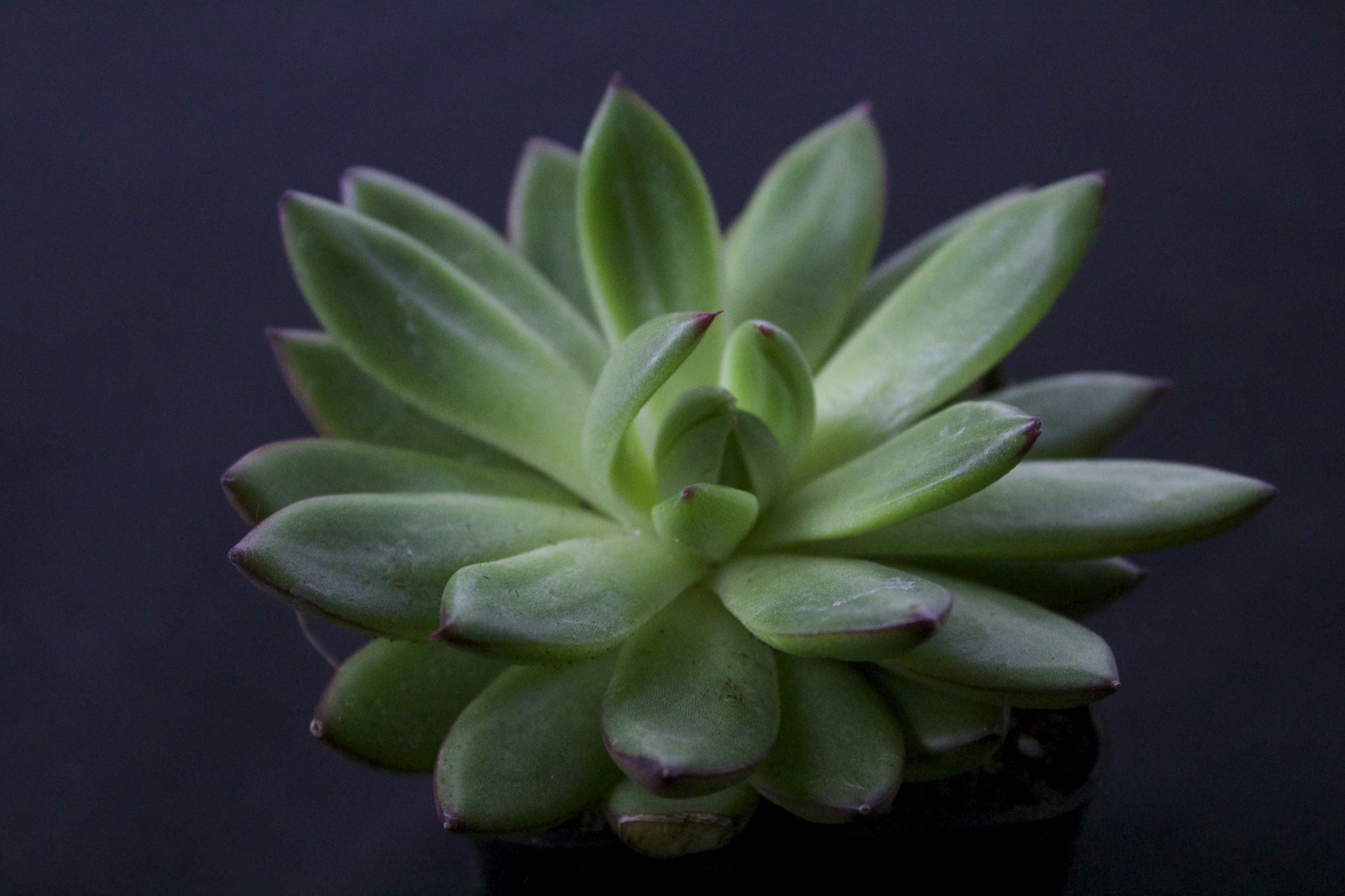 Emerald Rosette in Velvet Shadow