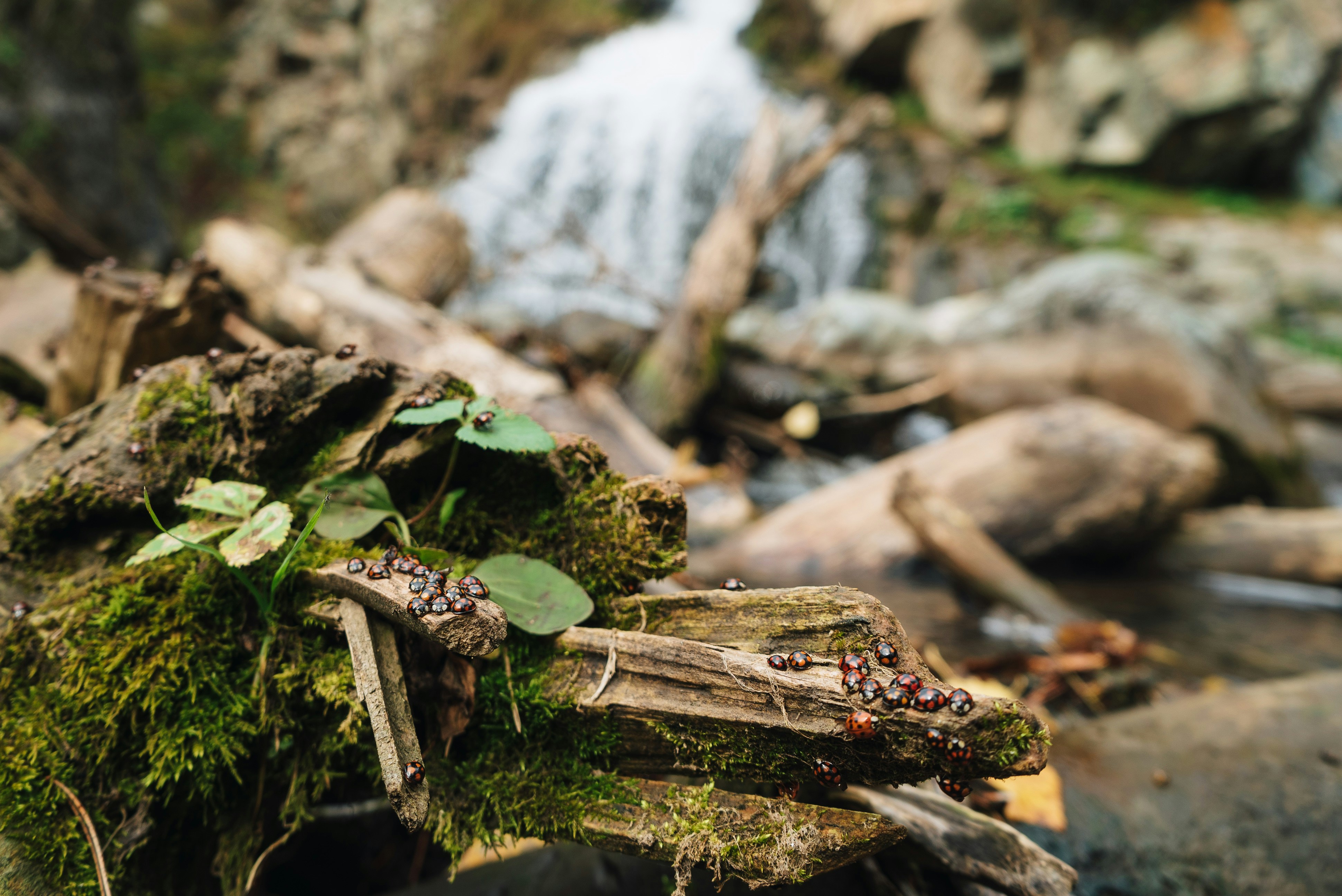 Scarlet Berries on a Mossy Log Beside a Whispering Stream