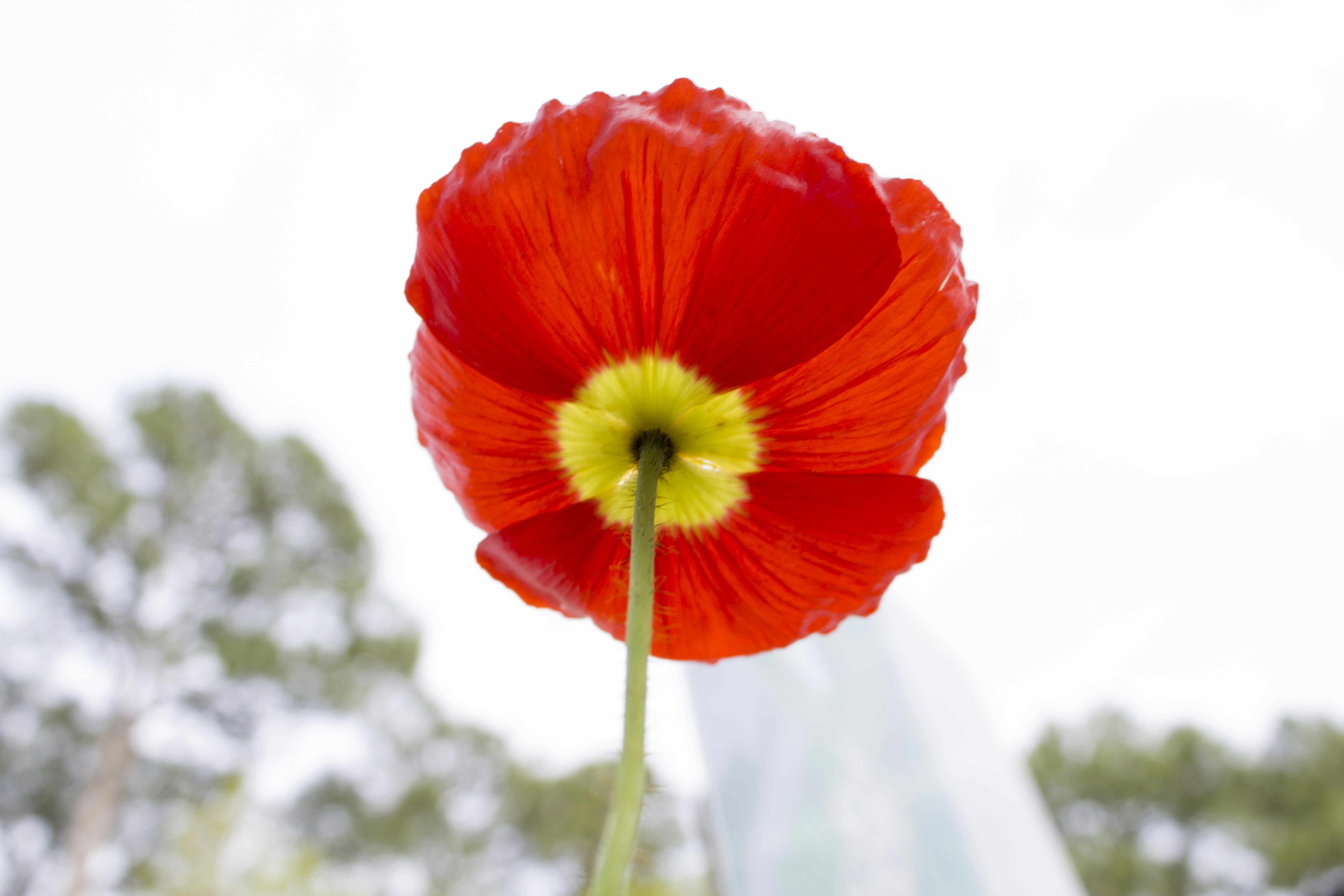 Crimson Bloom Against the Sky: A solitary poppy in crisp focus