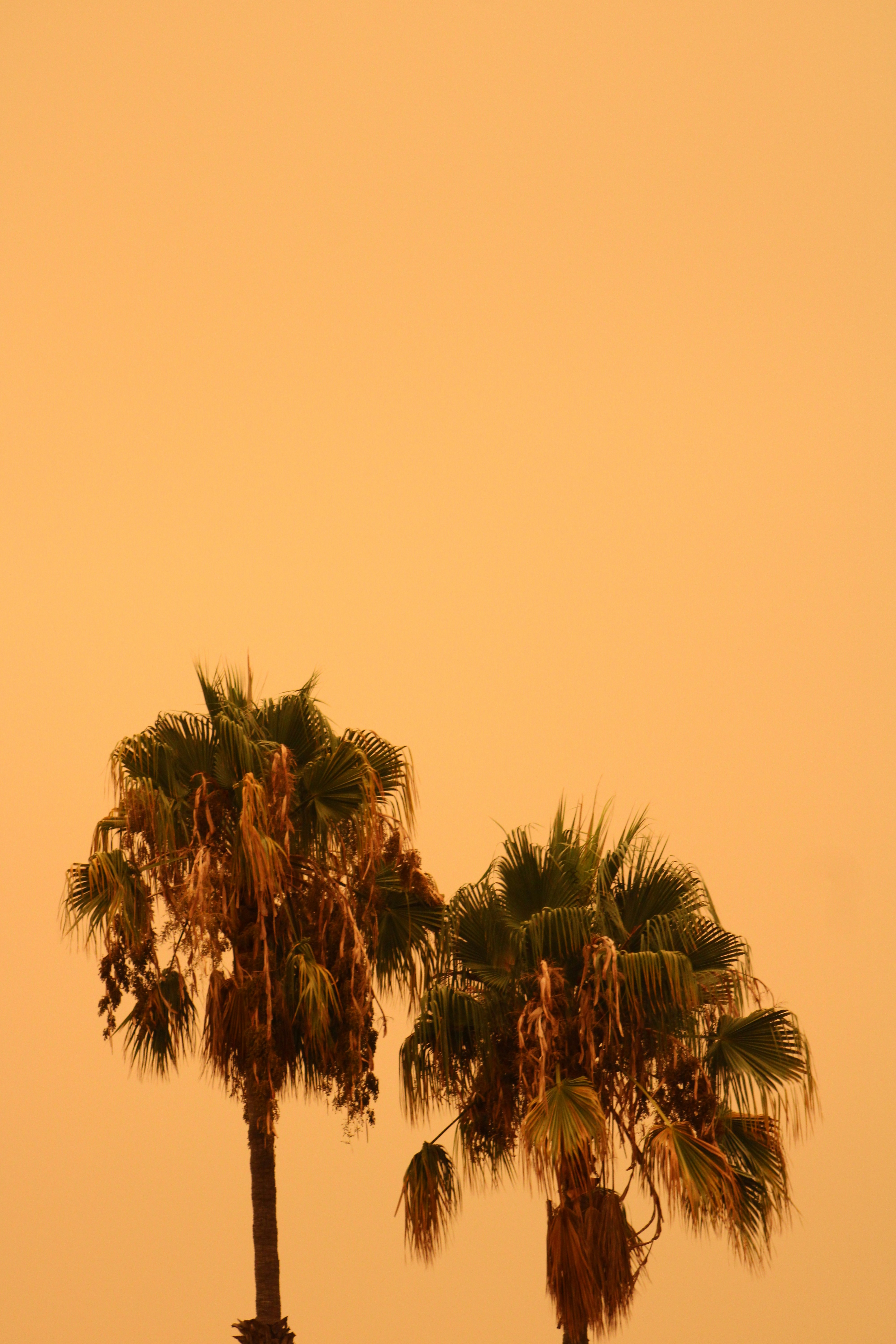 Apricot Dusk: Twin Palms Silhouetted Against a Vast Sky