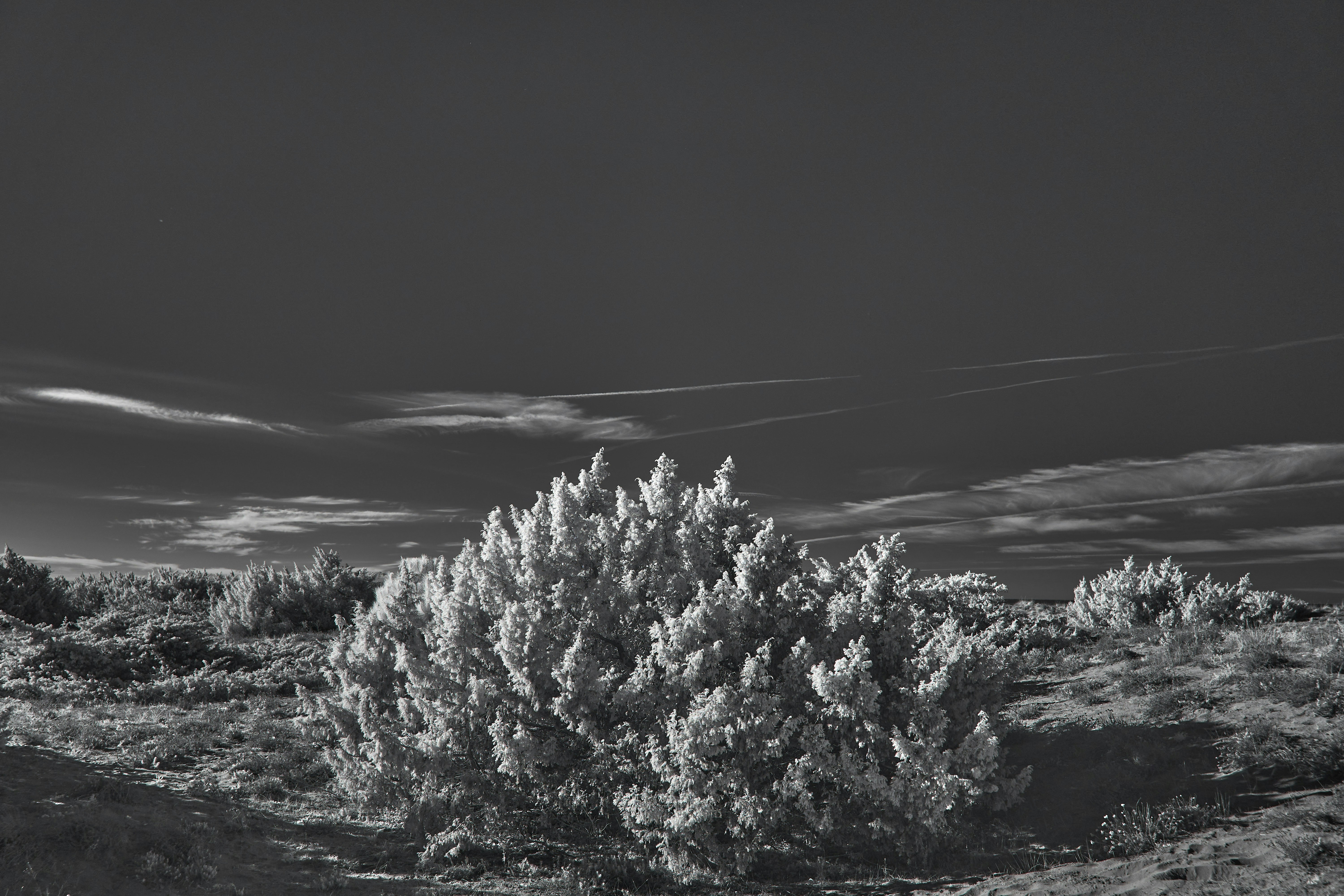 Desert Varnish: Frosted Bushes Under Wide Sky