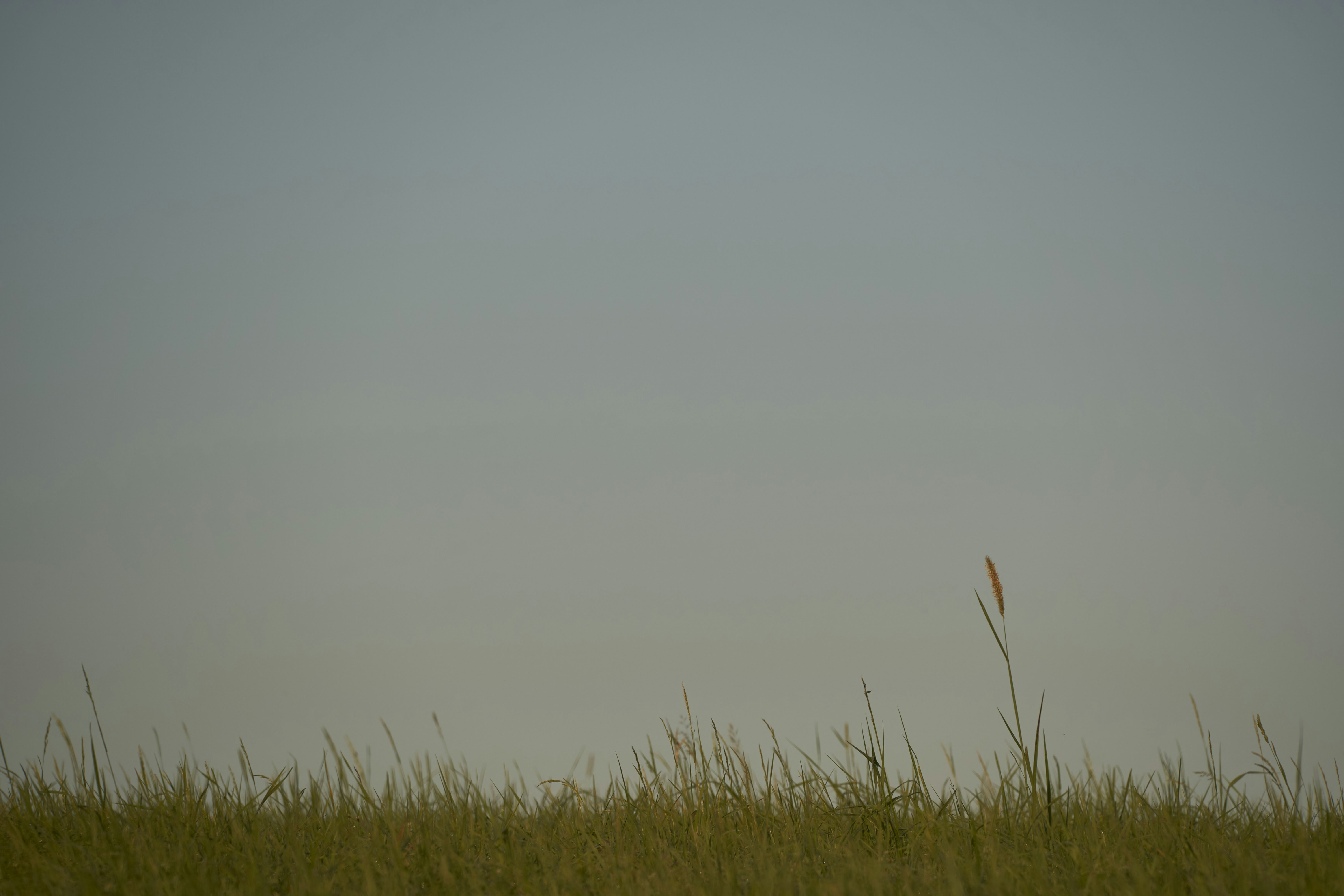 Tall grass sways gently under a clear sky, with a solitary blade standing tall against the horizon.