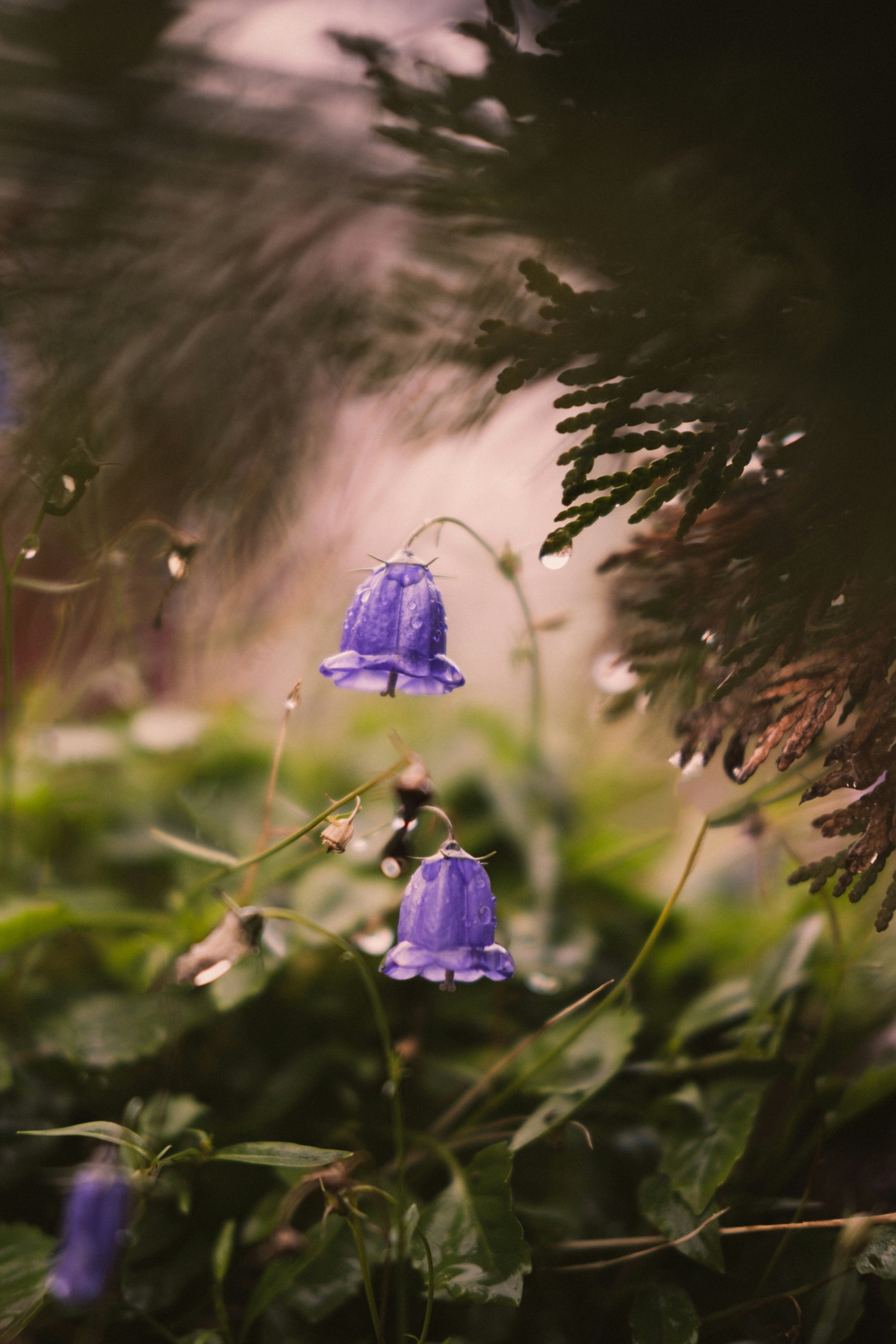 Bluebell Lanterns in a Velvet Garden