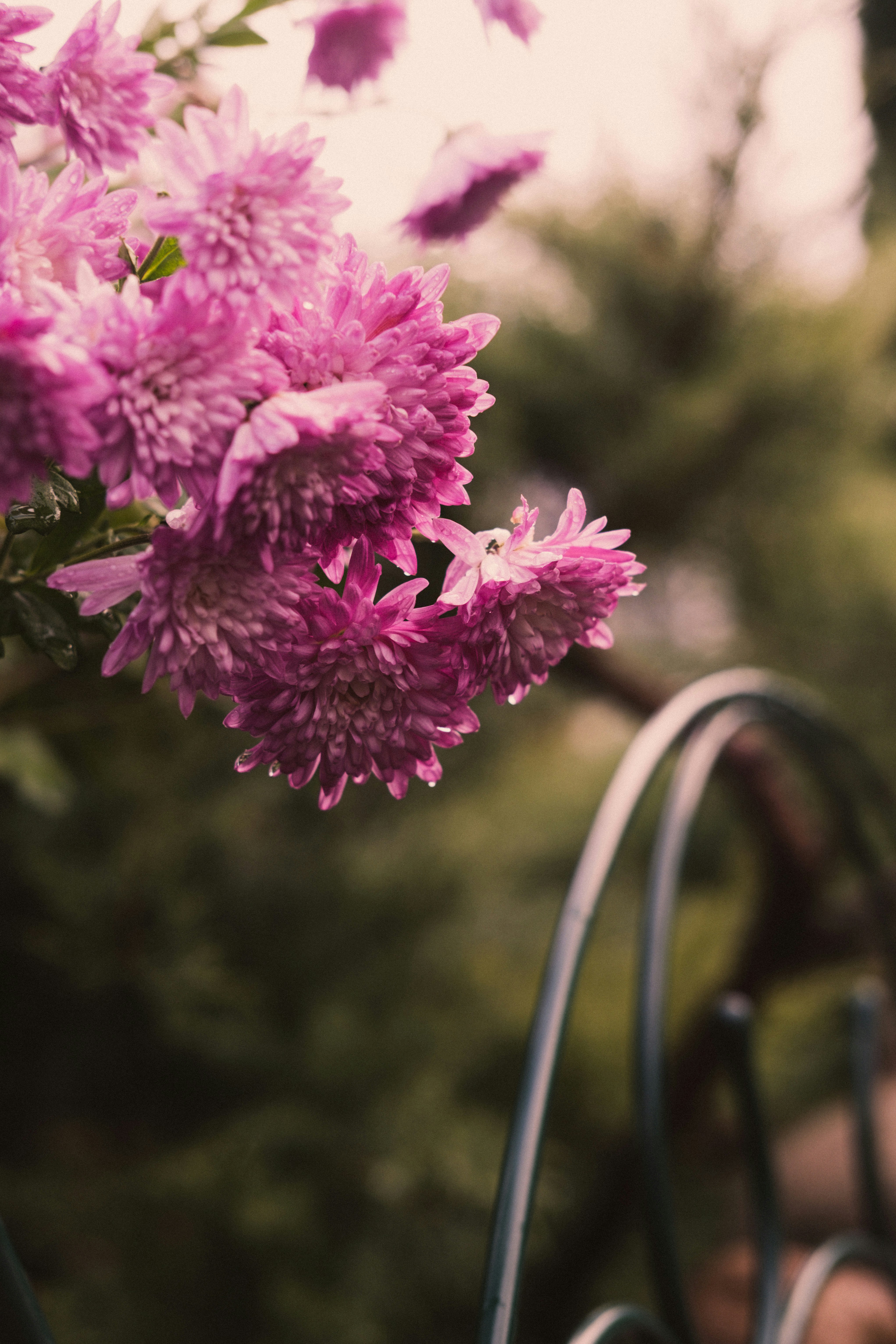 Clusters of vibrant pink flowers bloom amidst a lush green backdrop, creating a serene garden atmosphere.