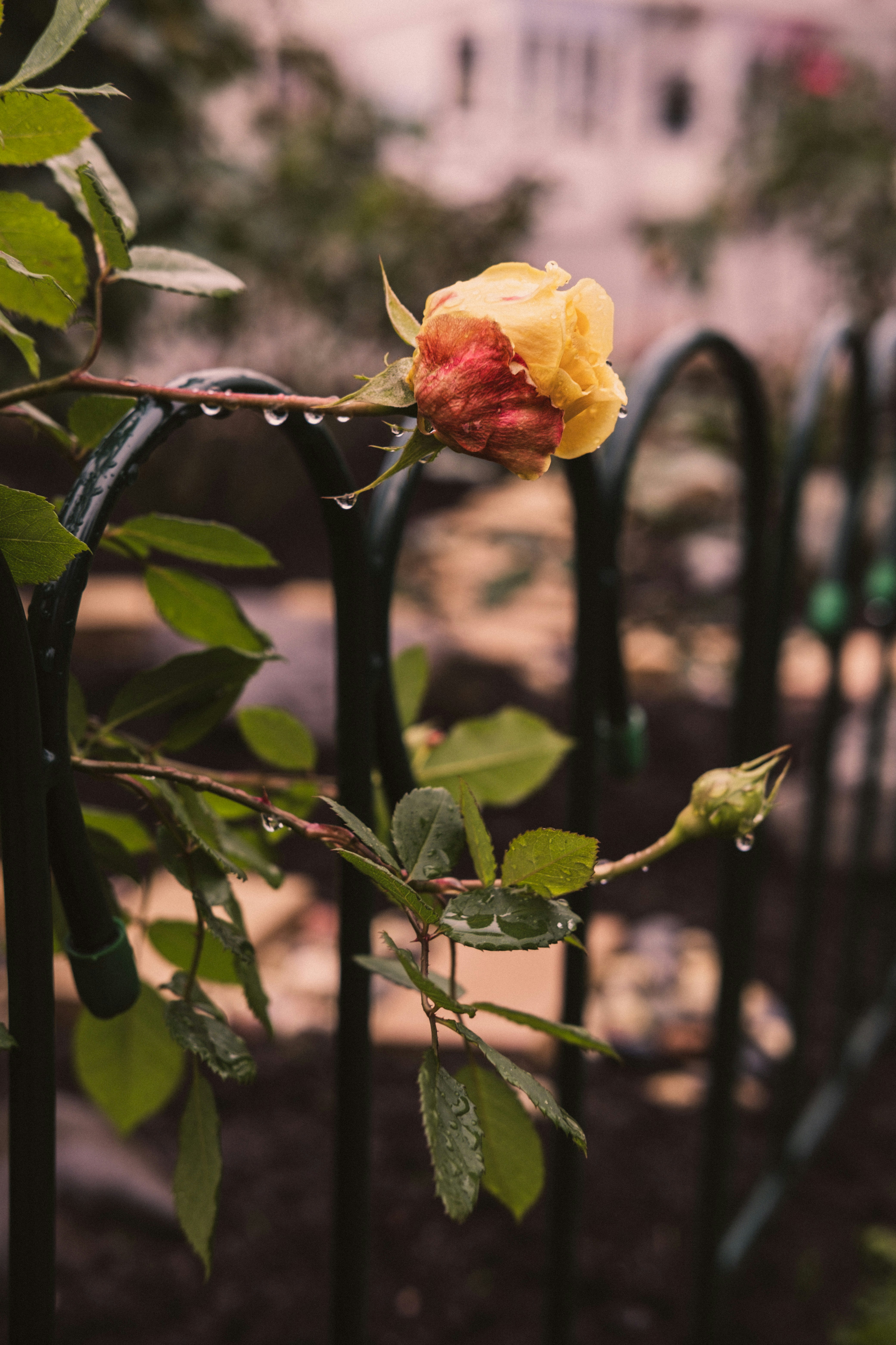 Dew-Kissed Rose Framed by a Wrought-Iron Gate