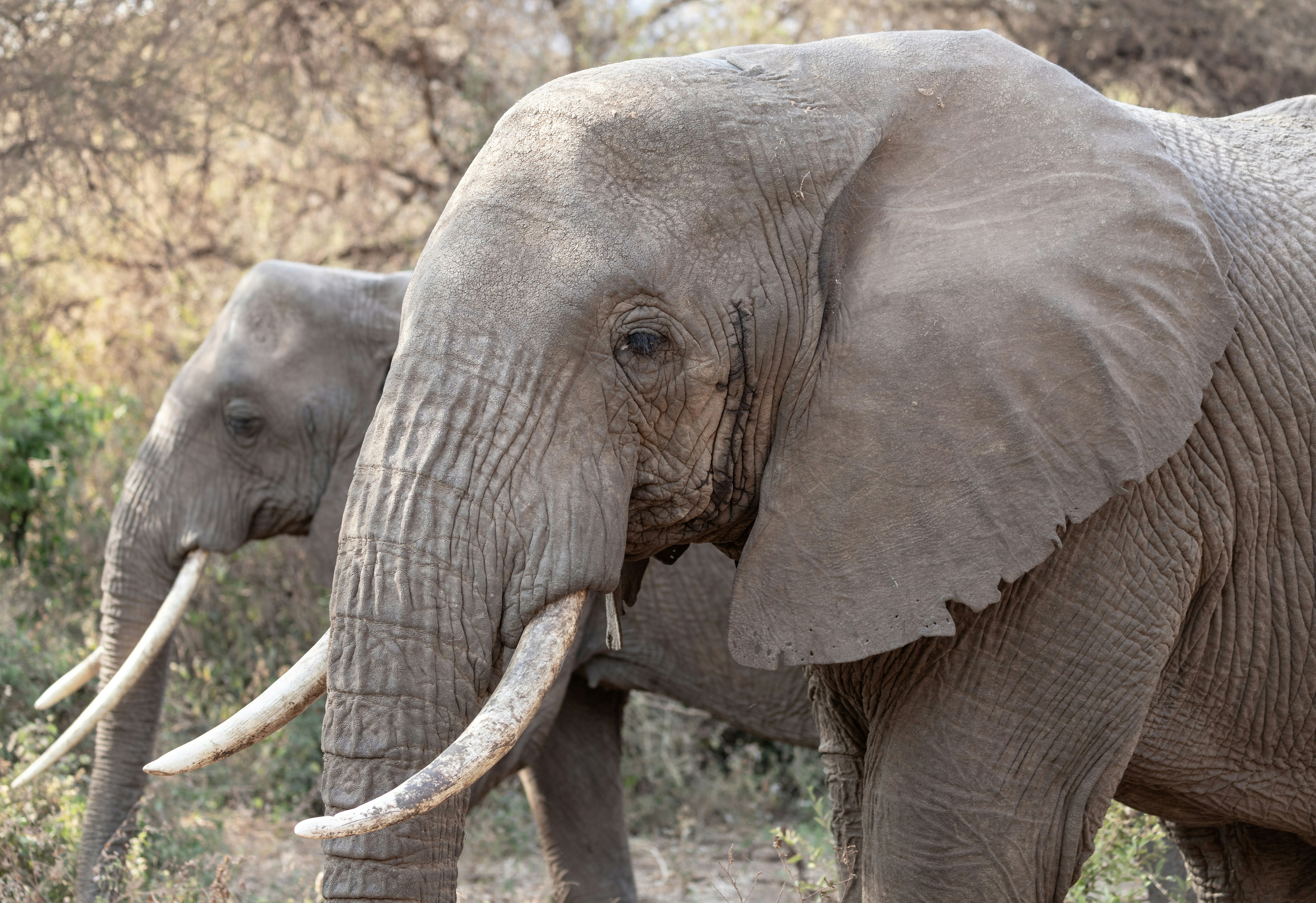 Elefante Africano Pictures | Download Free Images on Unsplash