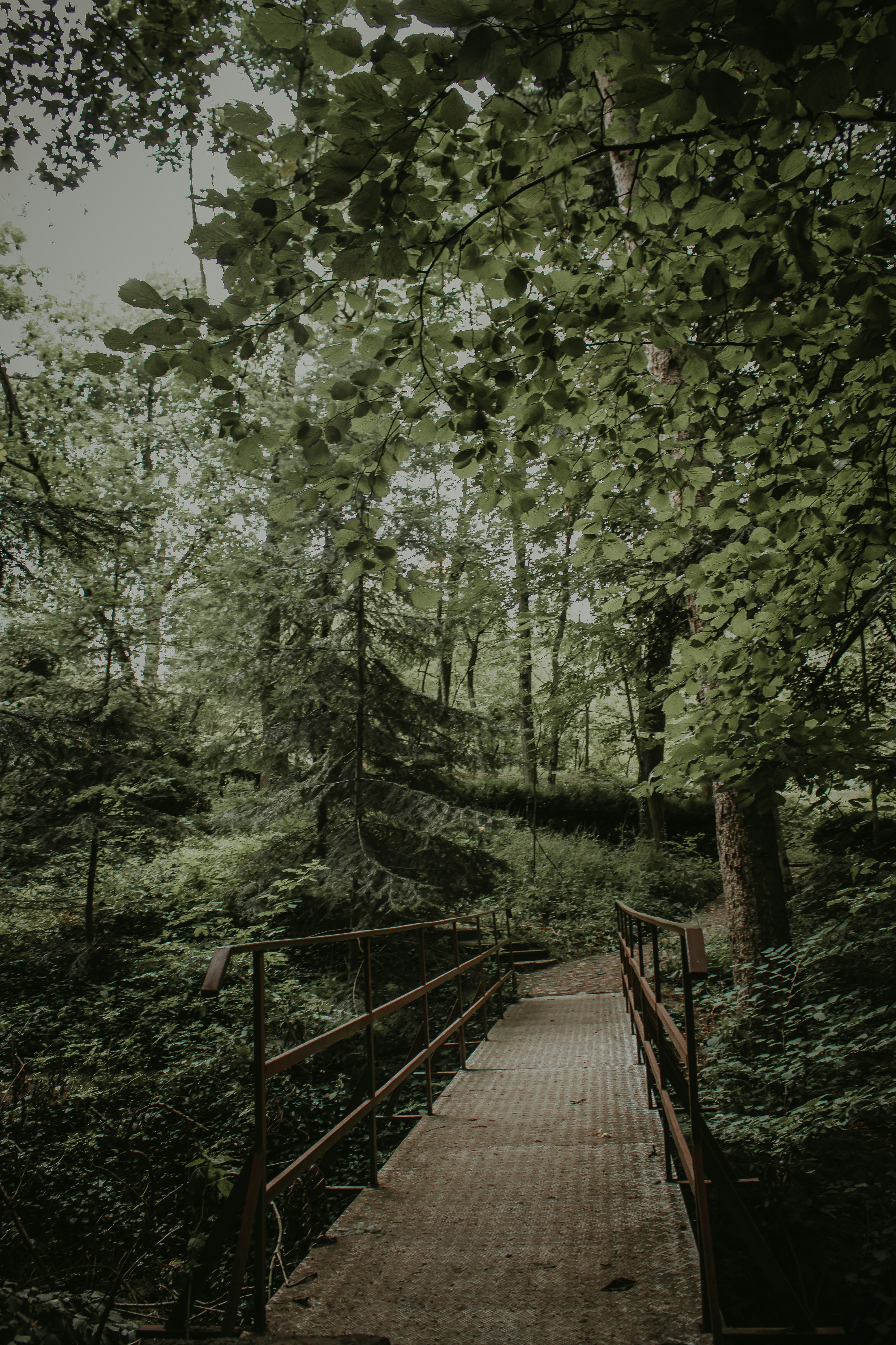 Une passerelle en bois au milieu d’une forêt photo – Photo Cluj-napoca ...
