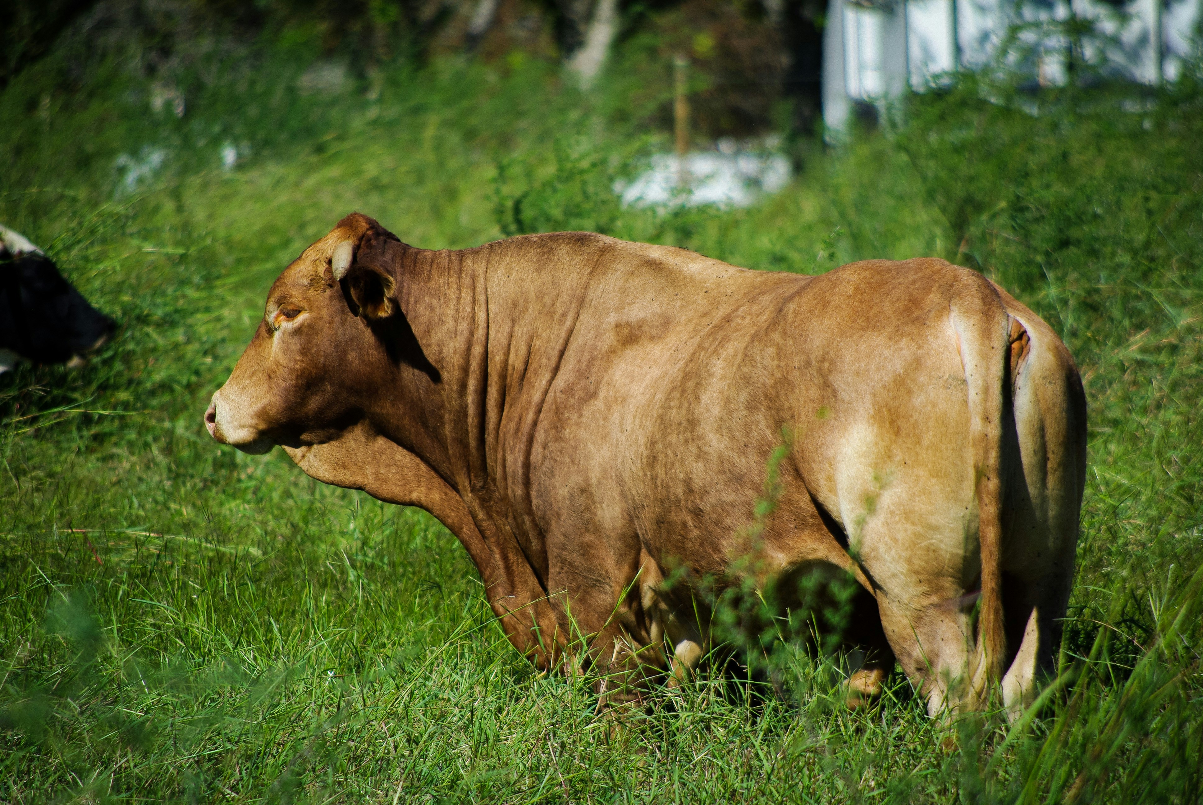 Brown cow resting in a lush green pasture, surrounded by tall grass. The scene captures the tranquility of rural life.