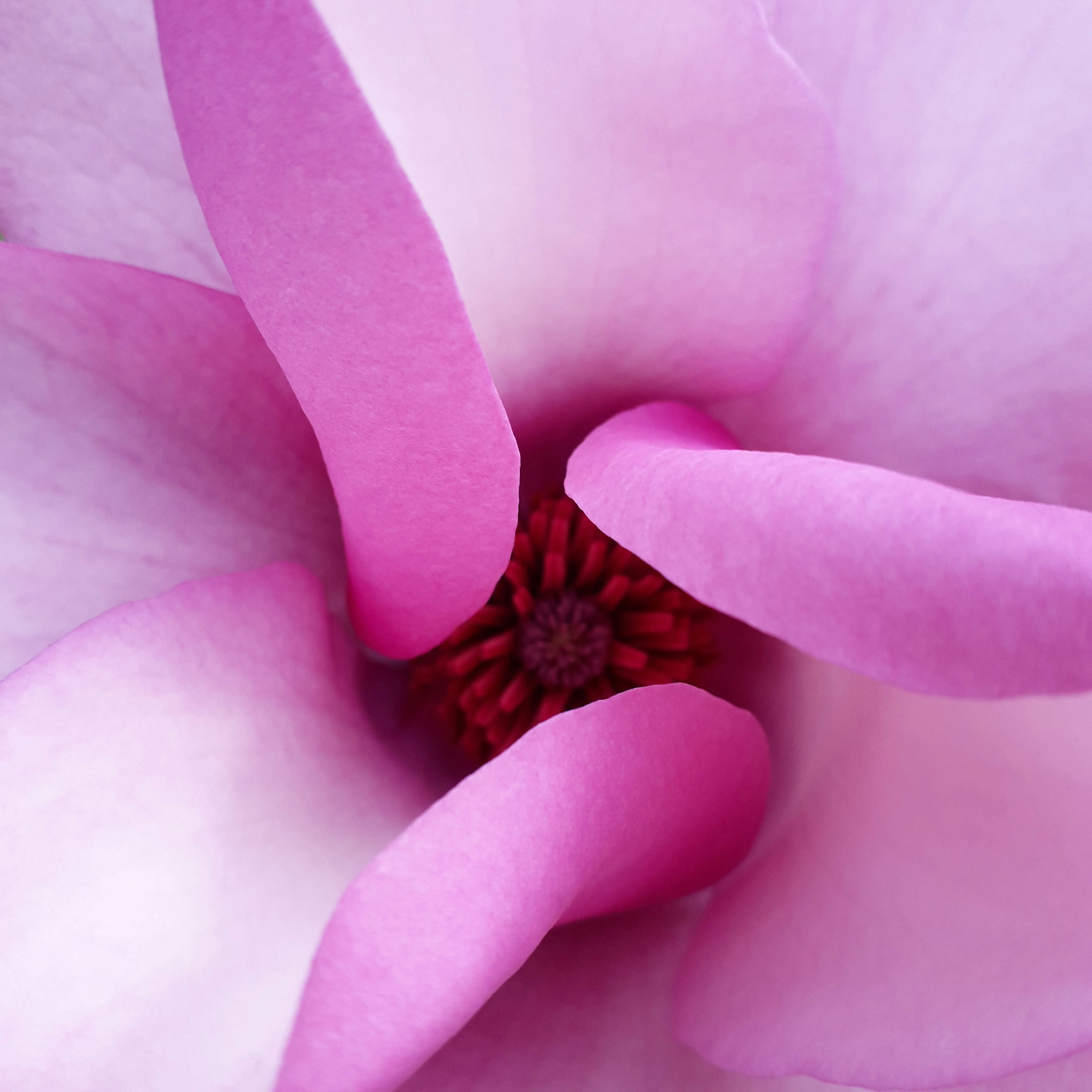 A magnolia opening to bloom.