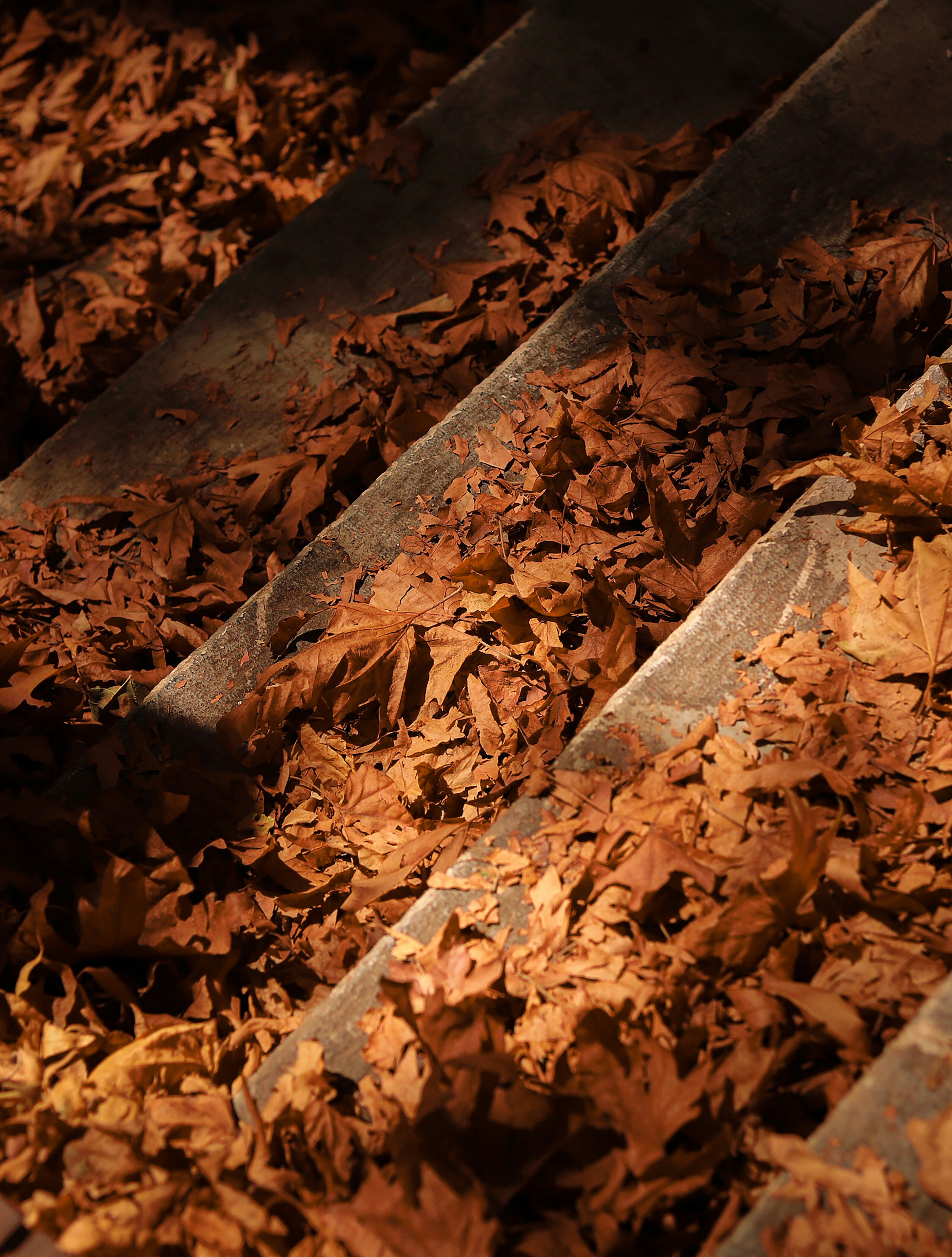 Autumn Steps: fallen leaves lining rusted tracks