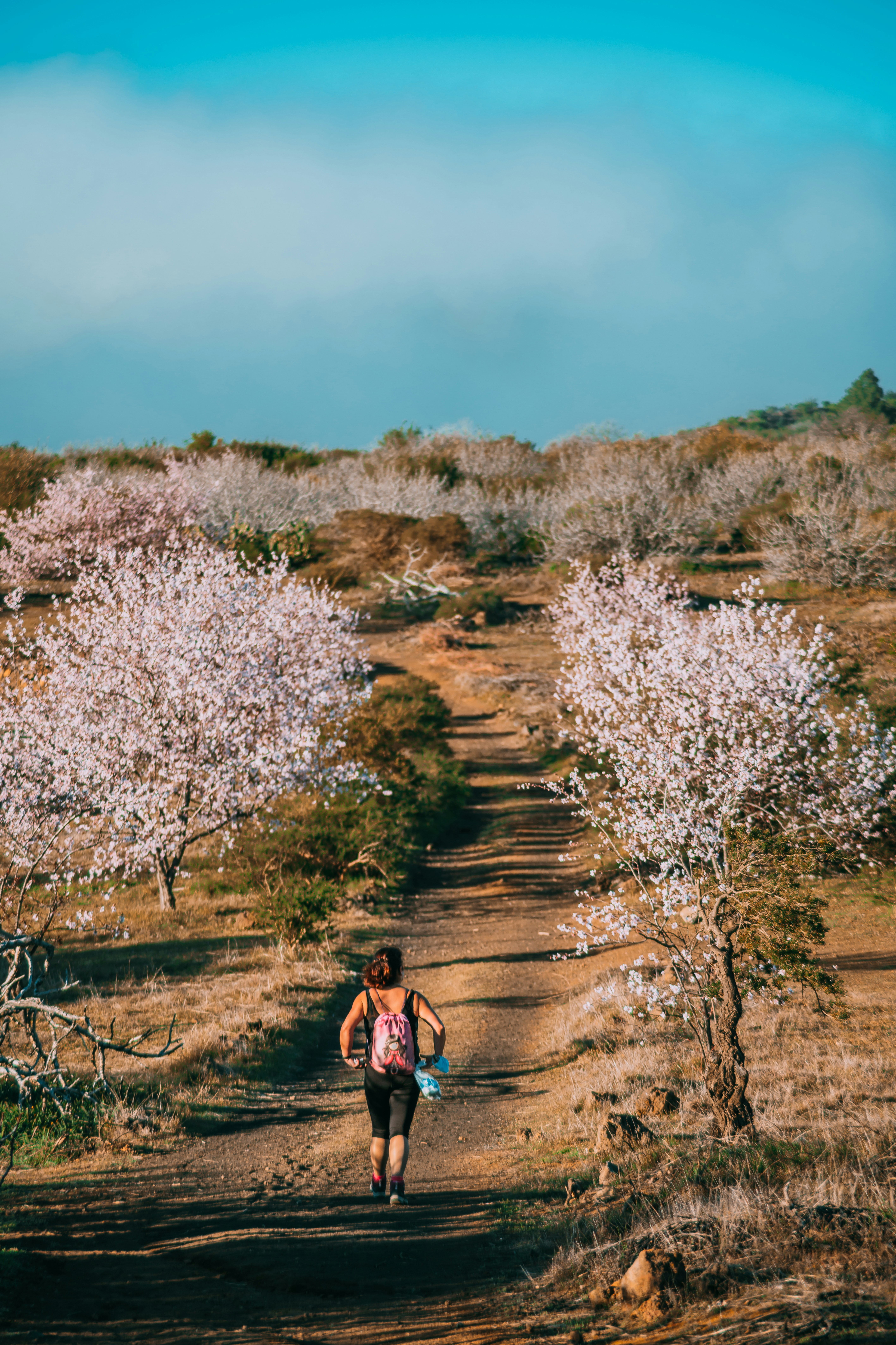 Blossoms and a Trail: A lone hiker in a valley of pink bloom