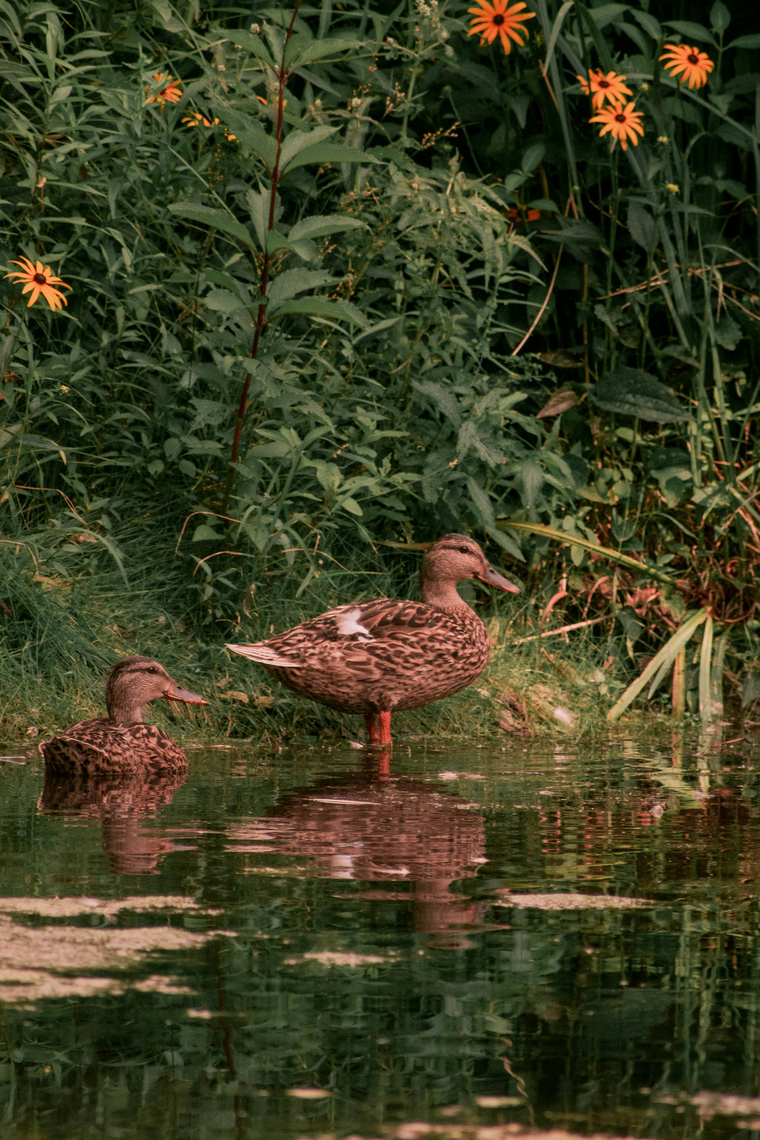 Amber-winged Ducks in Quiet Pond Among Tall Banners of Gold