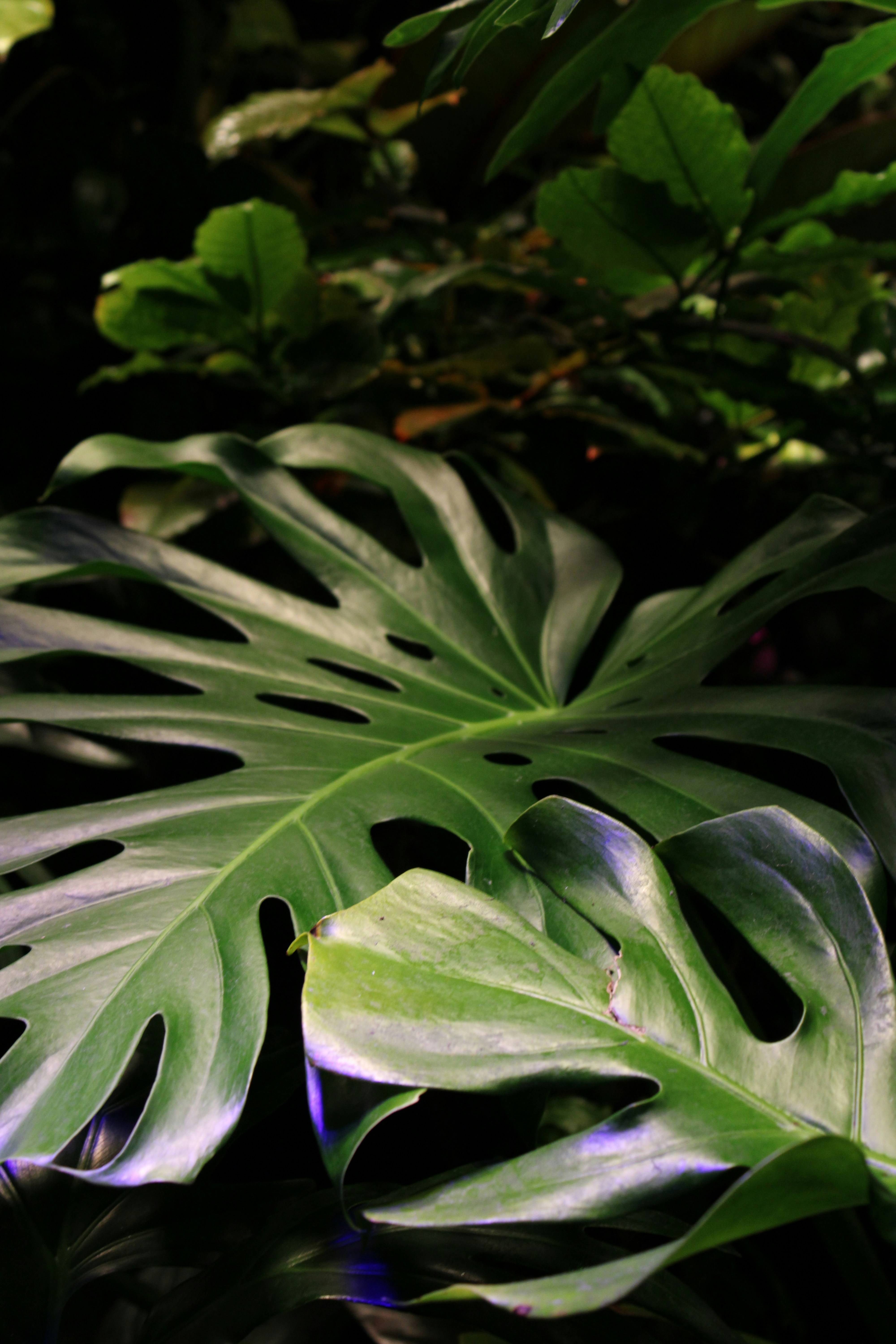 Luminous Monstera: A Perforated Leaf in Velvet Shade