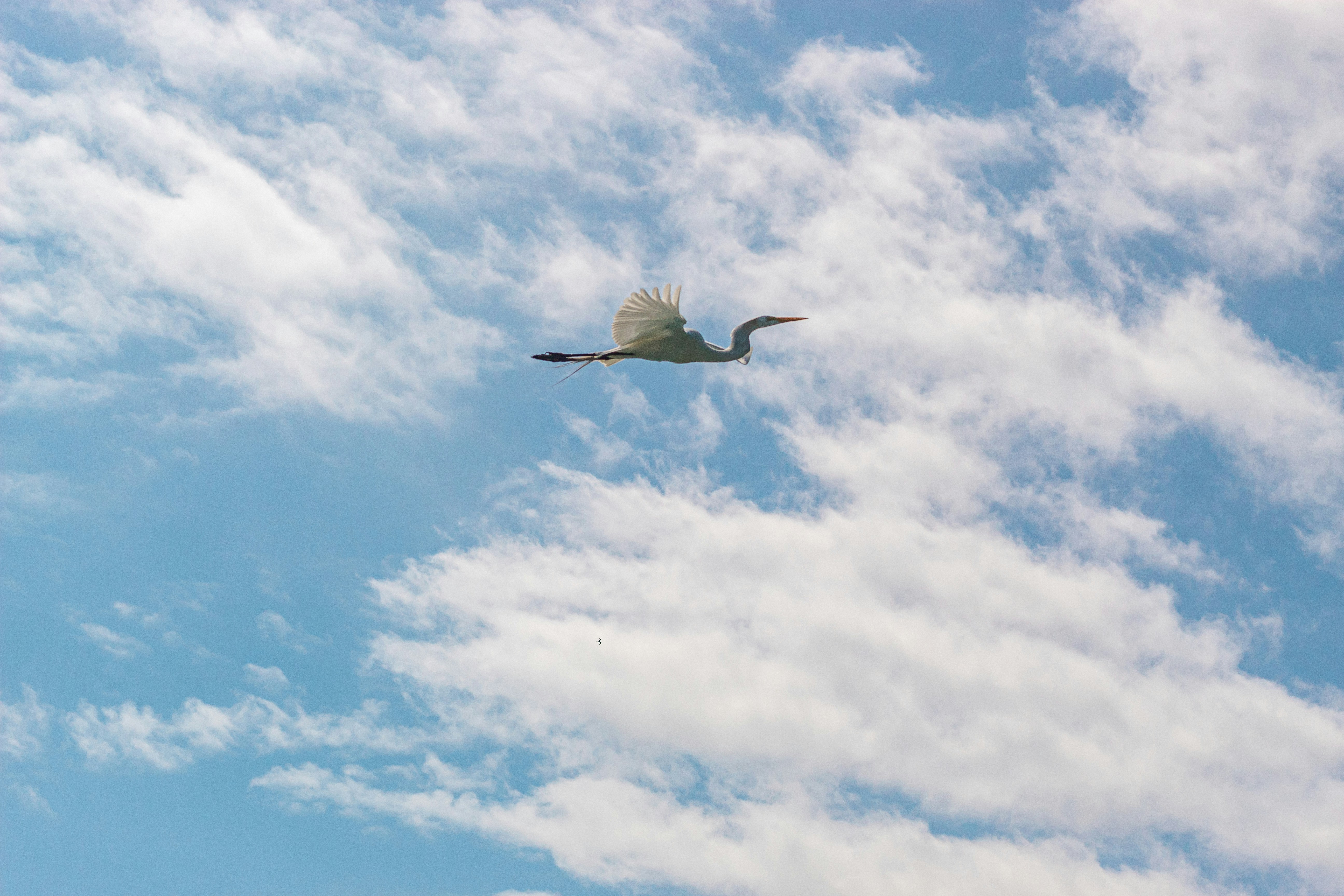 Winged silhouette over a quilted sky