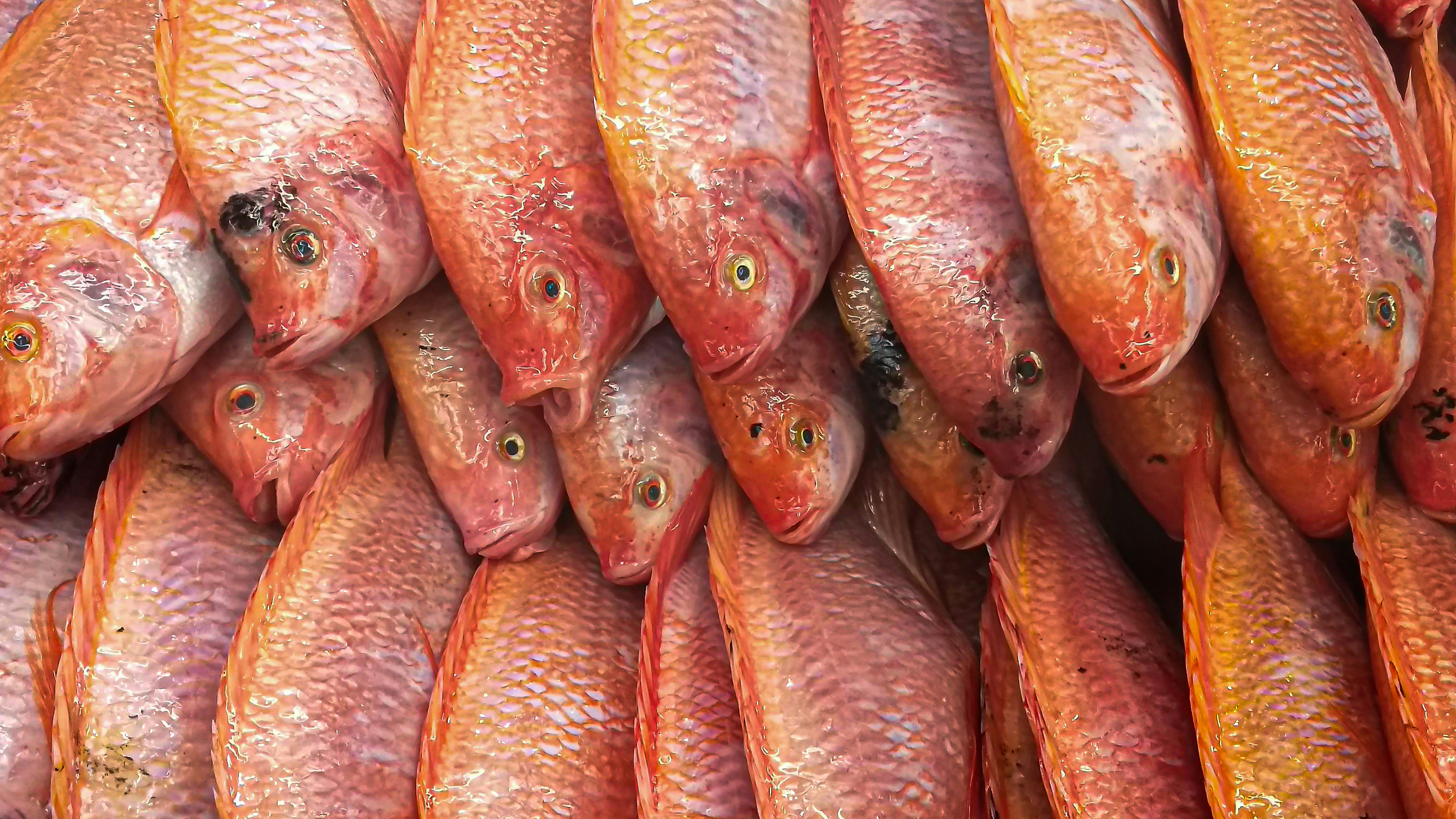 A pile of fish sitting on top of each other photo – Free Fish Image on ...