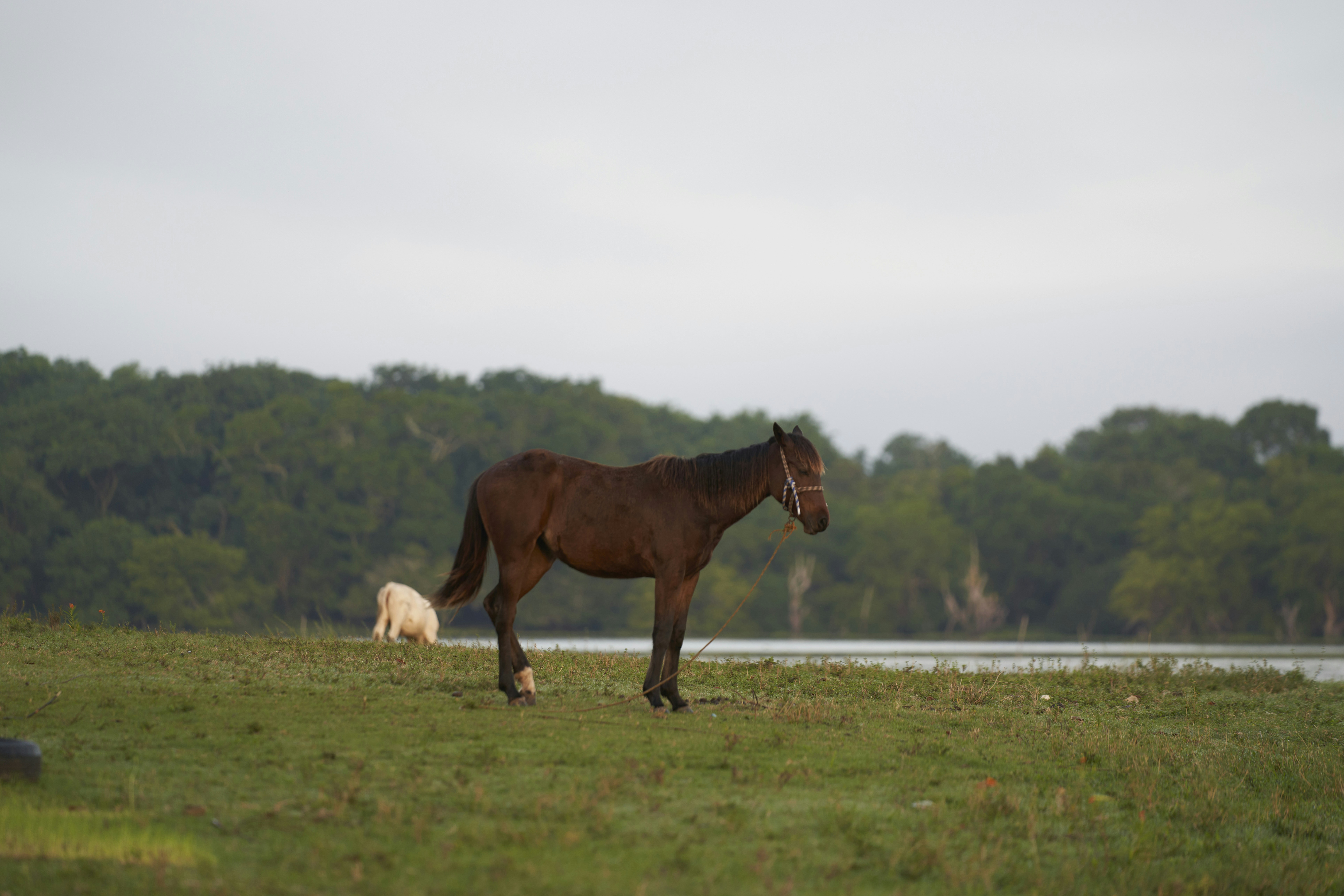 Brown Horse on a Tranquil Lakeside Meadow