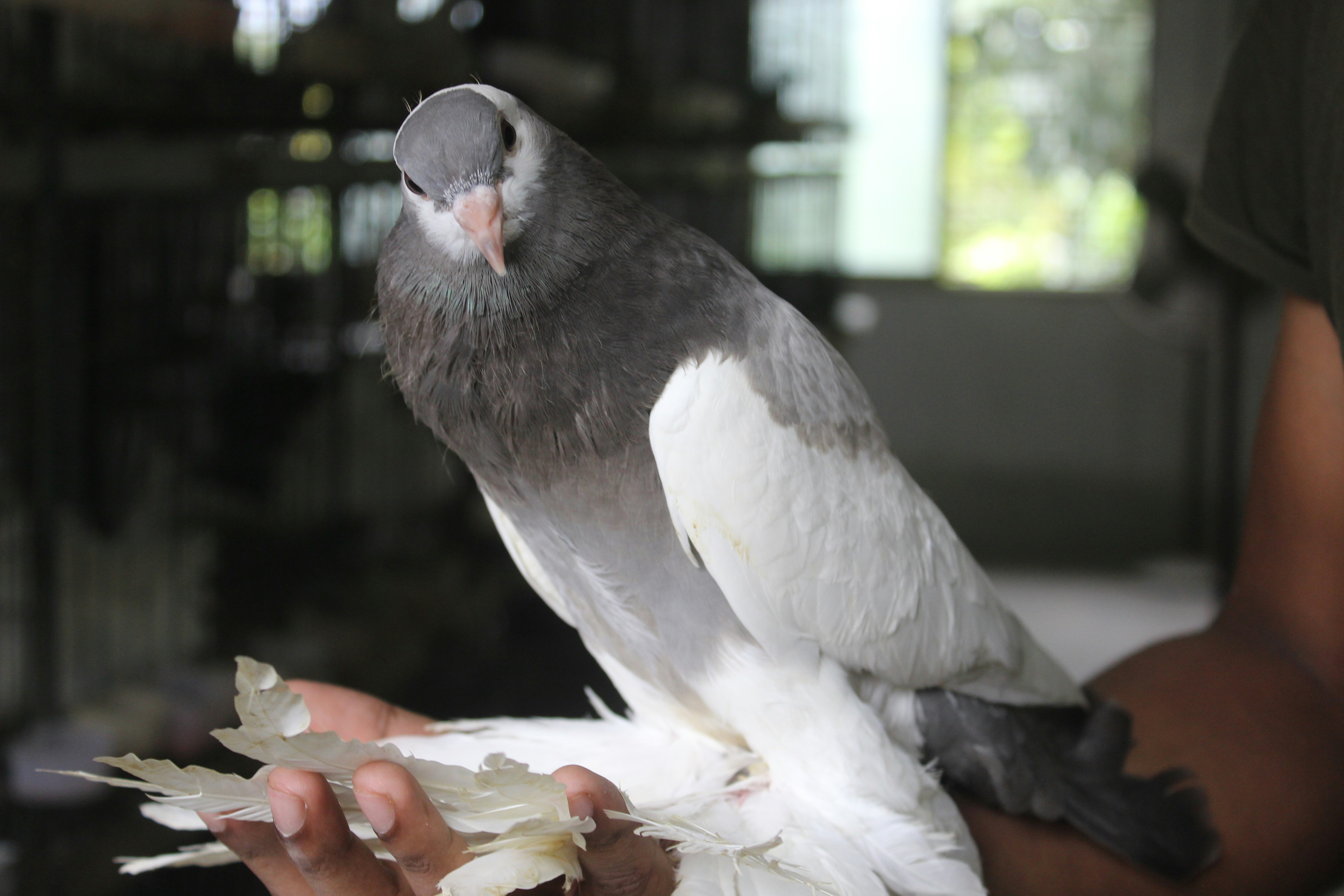 Palm-Perched Pigeon Under Quiet Indoor Light