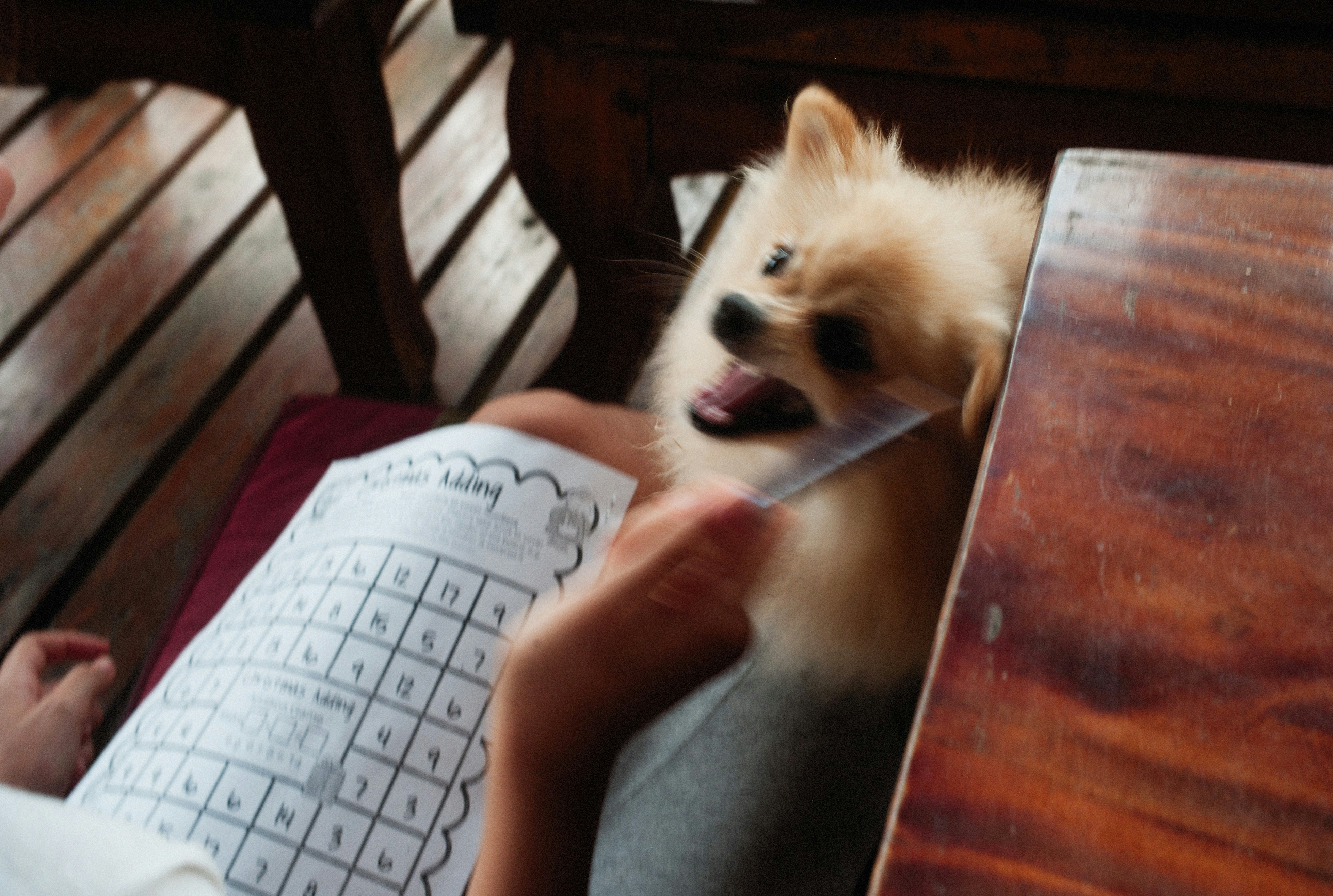 A fluffy Pomeranian playfully bites a card as a hand holds it over a crossword on a wooden table. The candid indoor moment captures the dog's lively interruption to a quiet puzzle session.