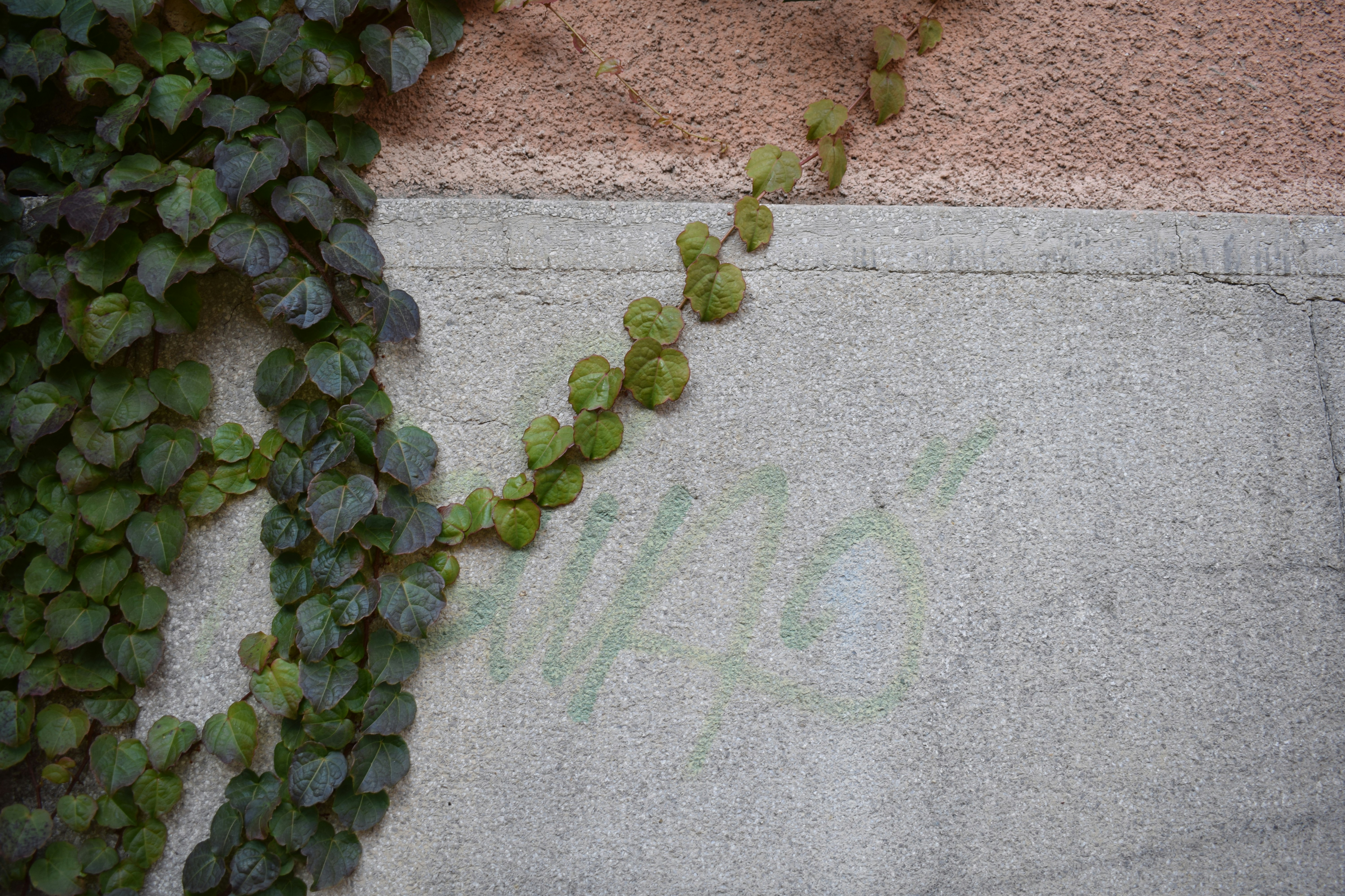 a plant growing on the side of a building