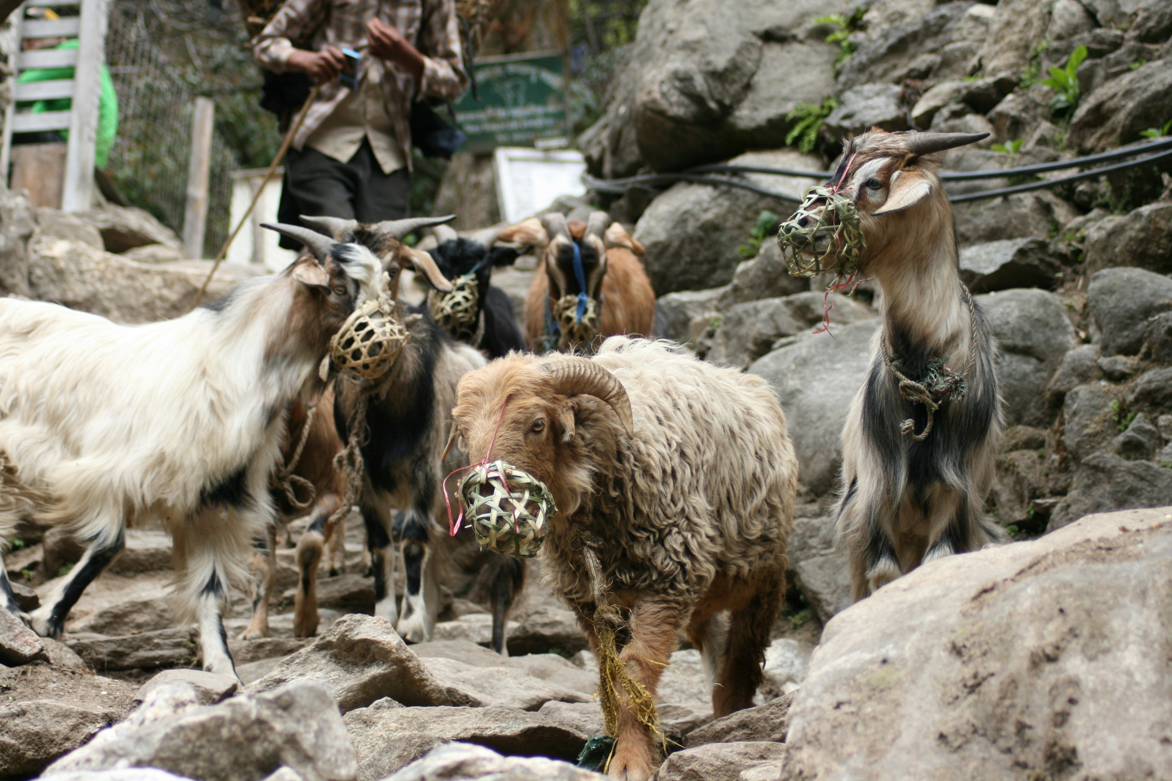 a herd of goats walking along a rocky hillside