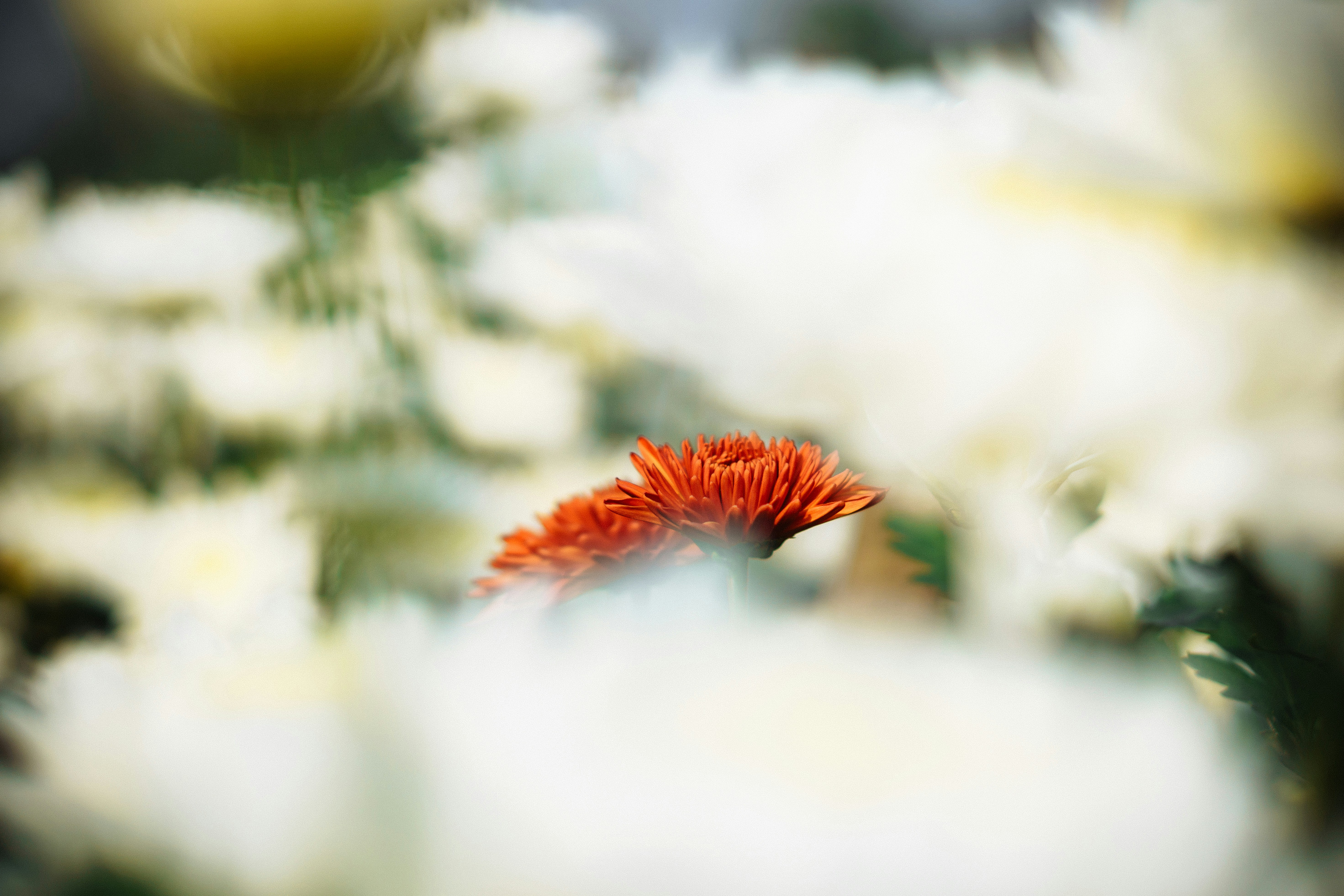 Crimson Chrysanthemum Surrounded by a Cloud of White Petals