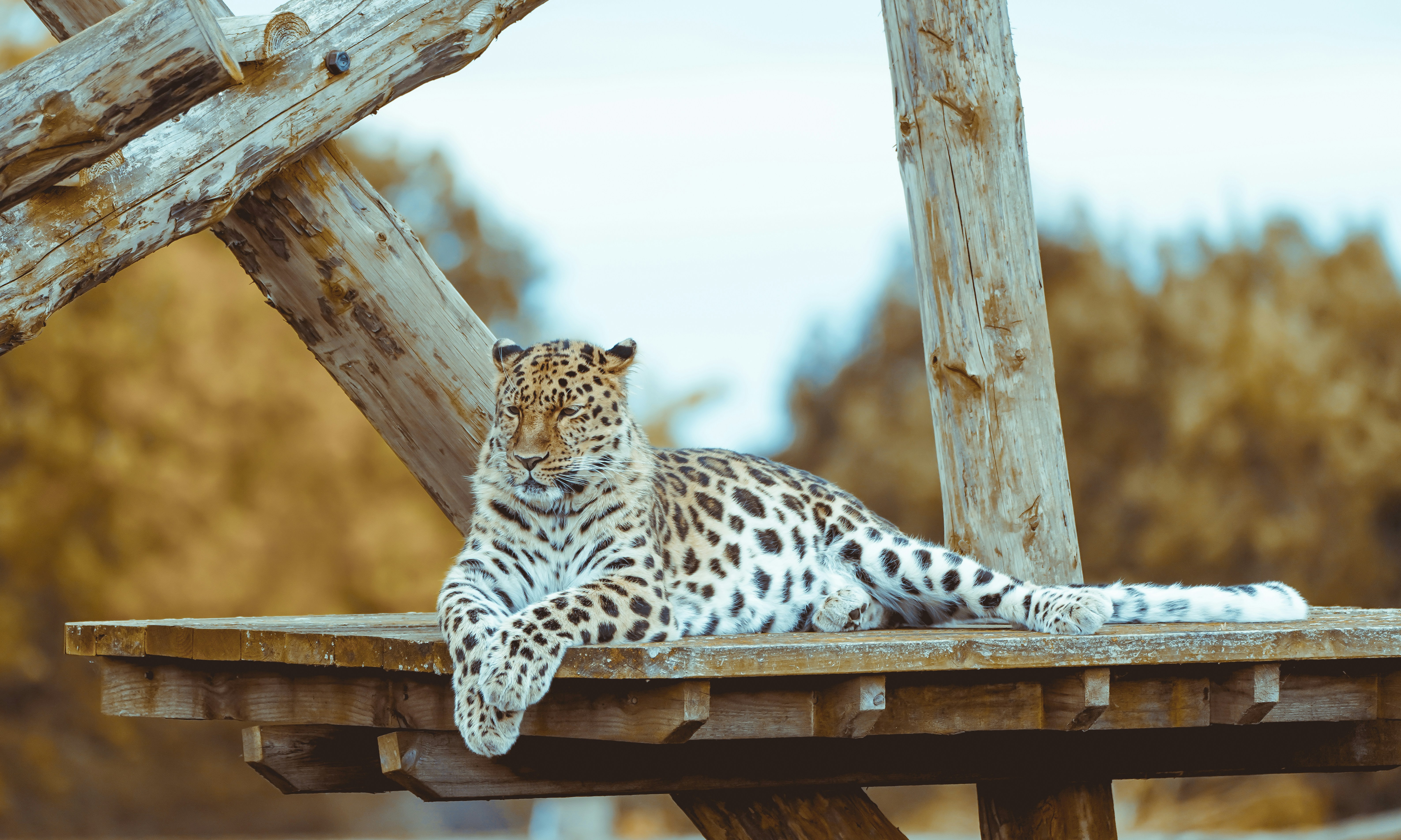 Leopard at Rest on a Weathered Platform Framed by Bleached Logs