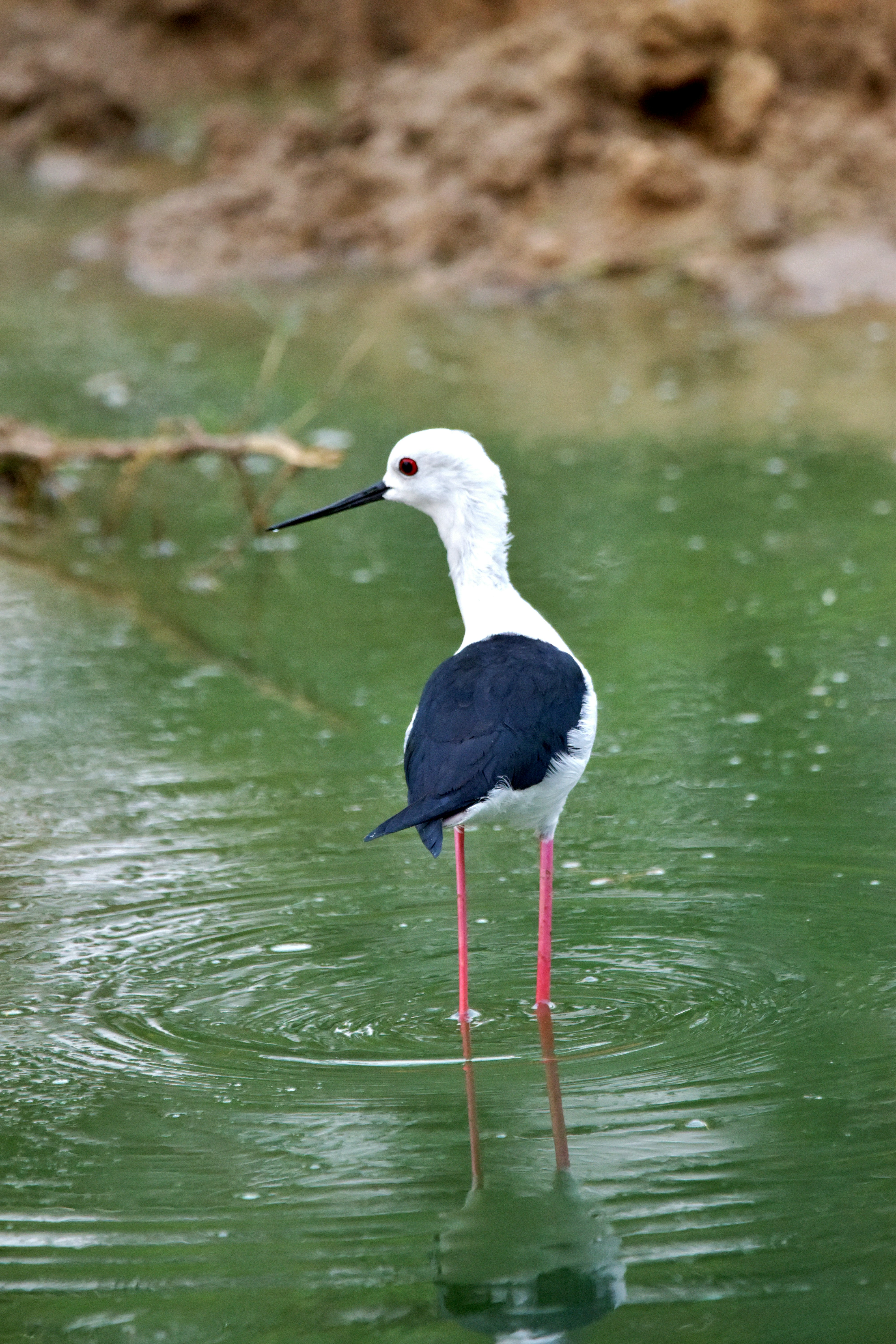 Jade Pond Sentinel: Crimson-Eyed Black-Winged Stilt