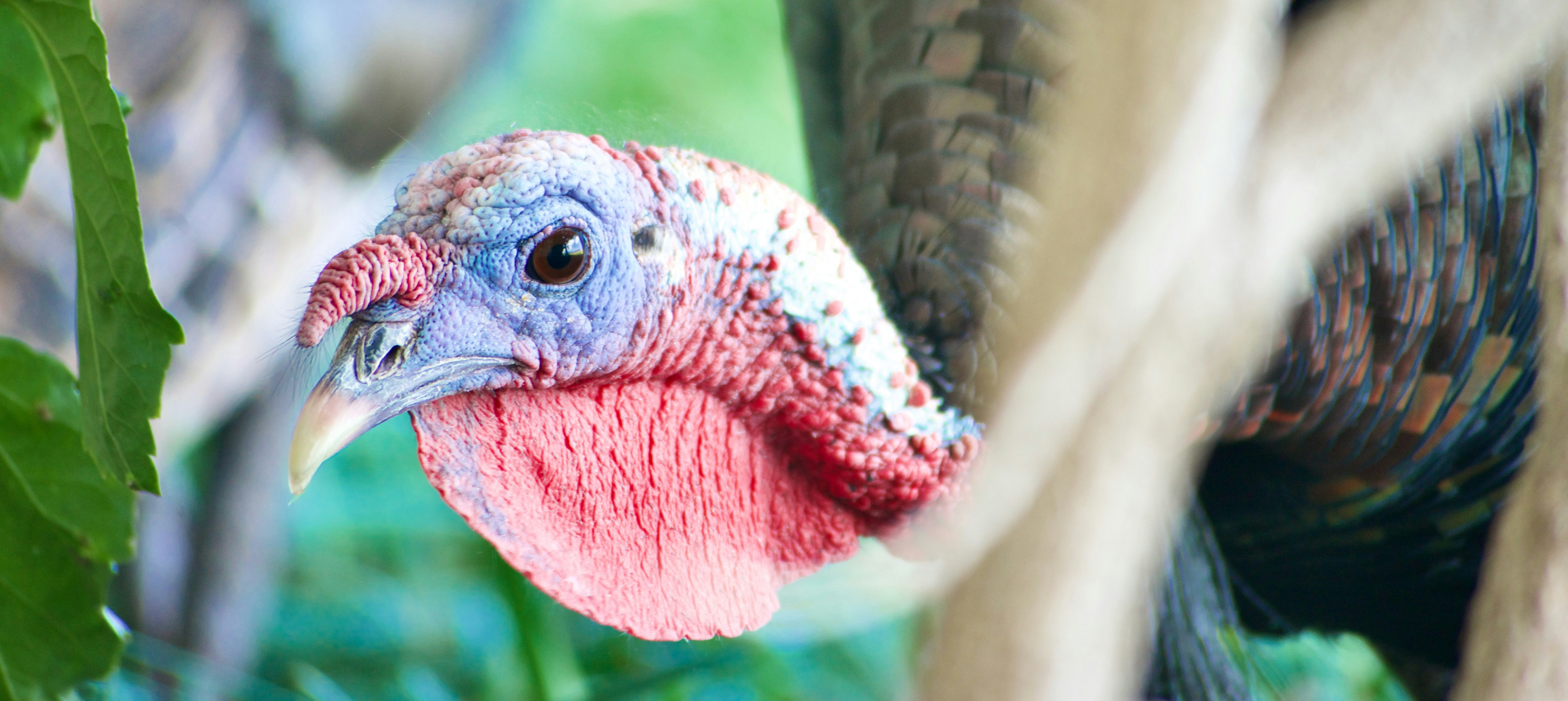 Blue-faced Turkey in Dappled Light: A Sharp Close-Up