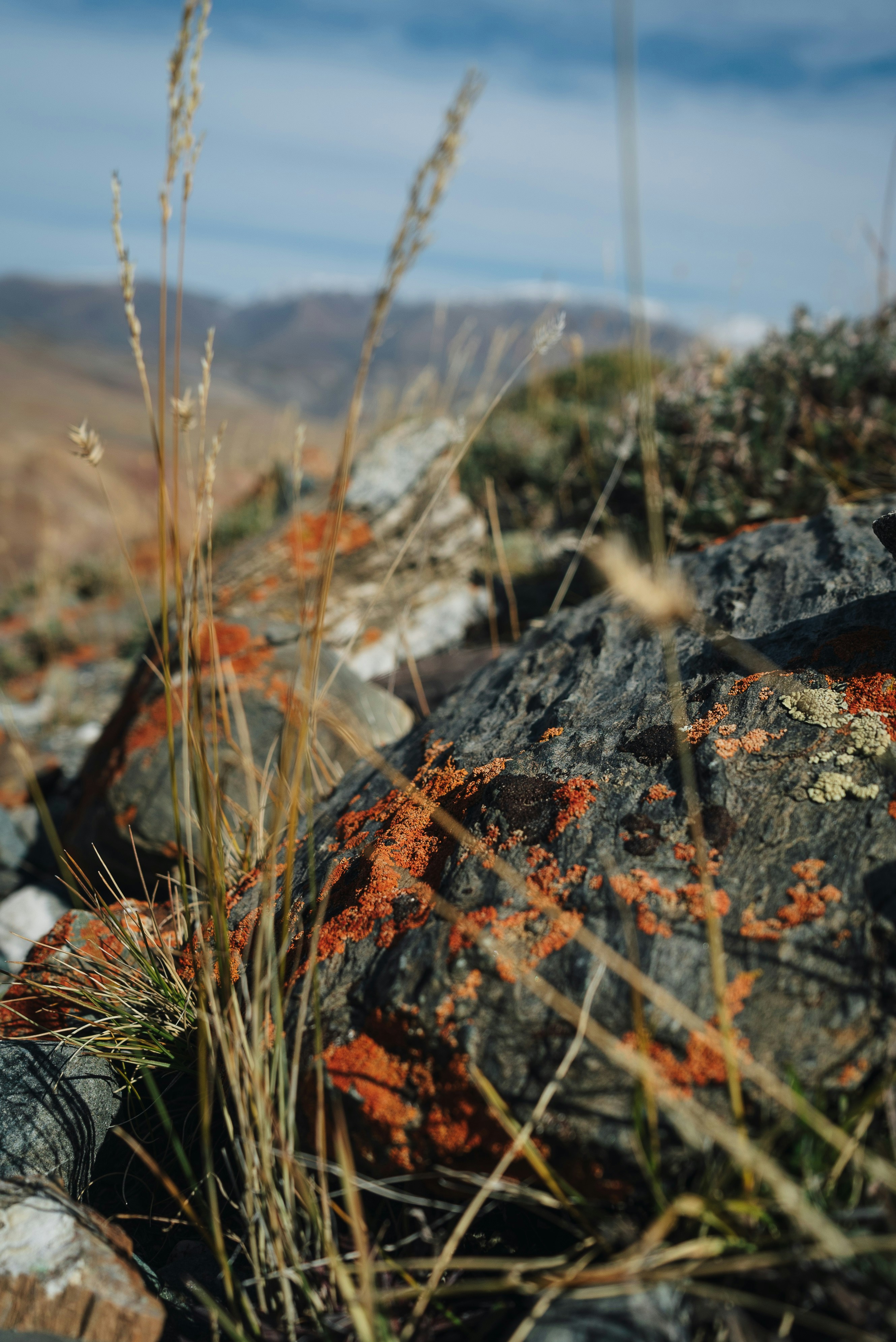 Orange Lichen on Weathered Granite: Quiet Texture in a Wind-Swept Ridge
