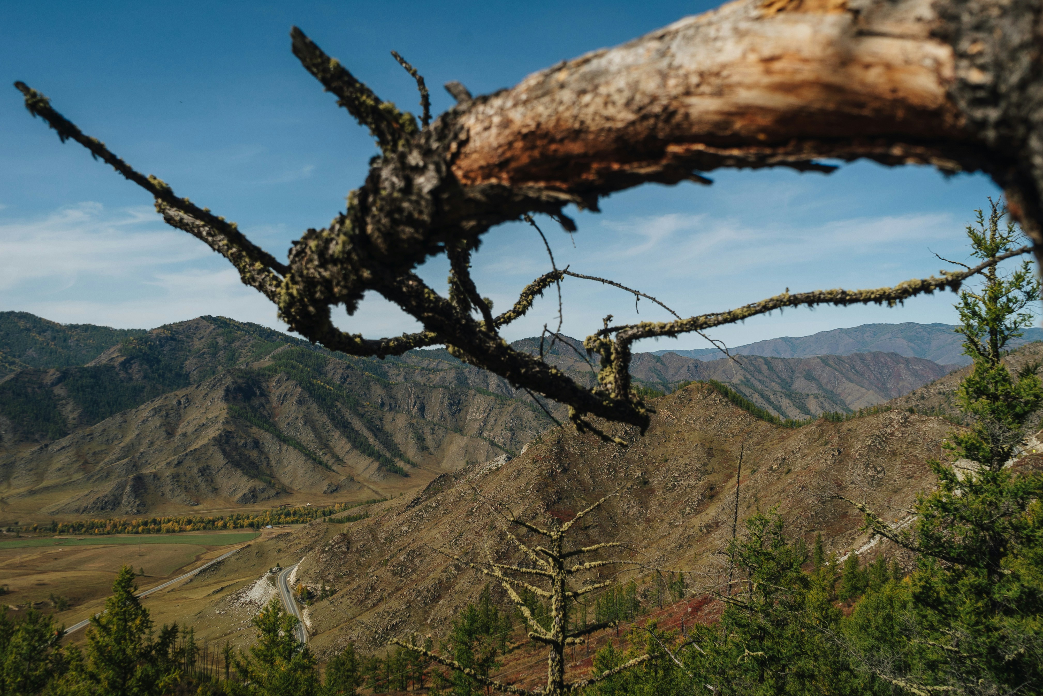 a dead tree in the middle of a mountain range