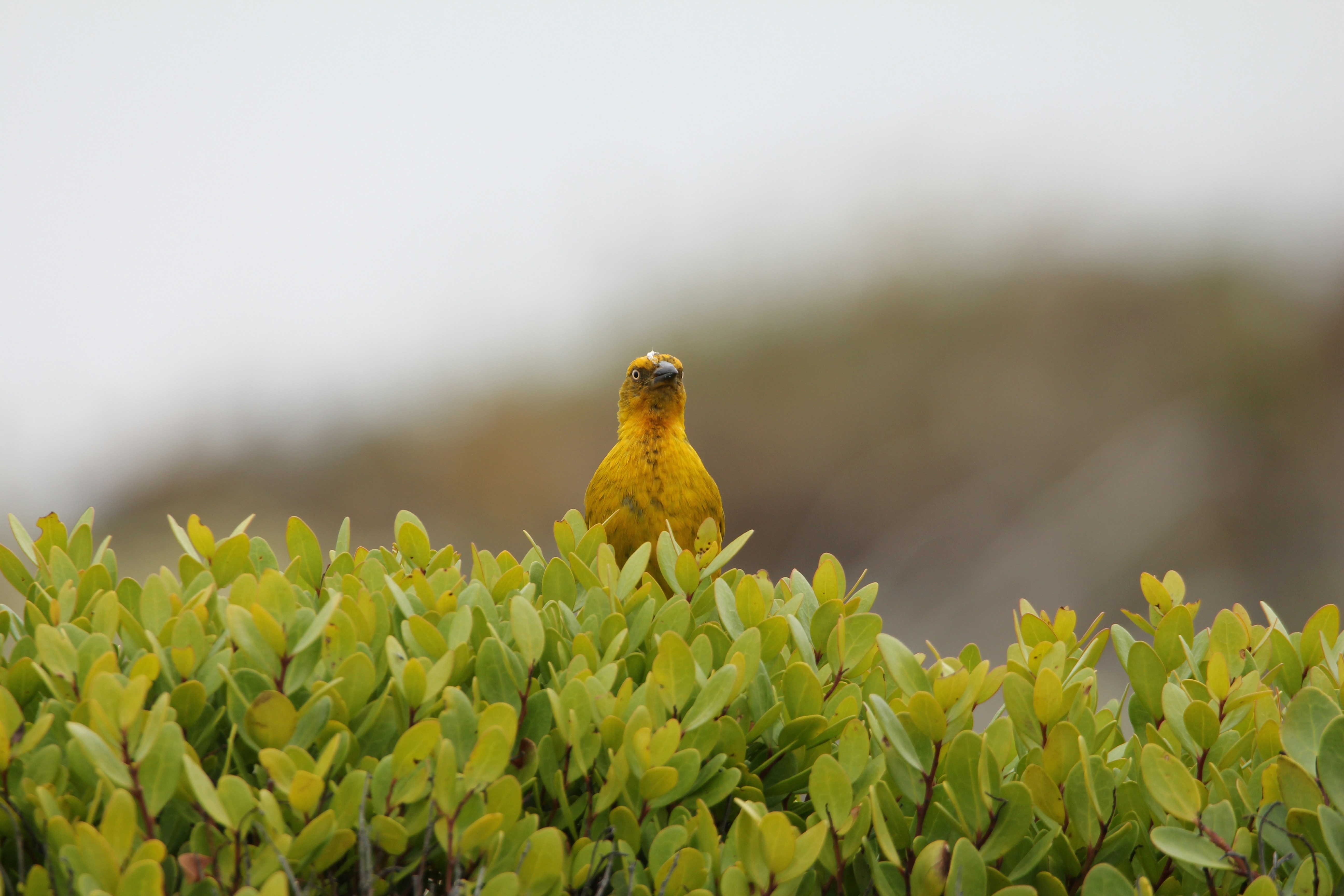 Yellow Warbler Emerges from Coastal Greenery