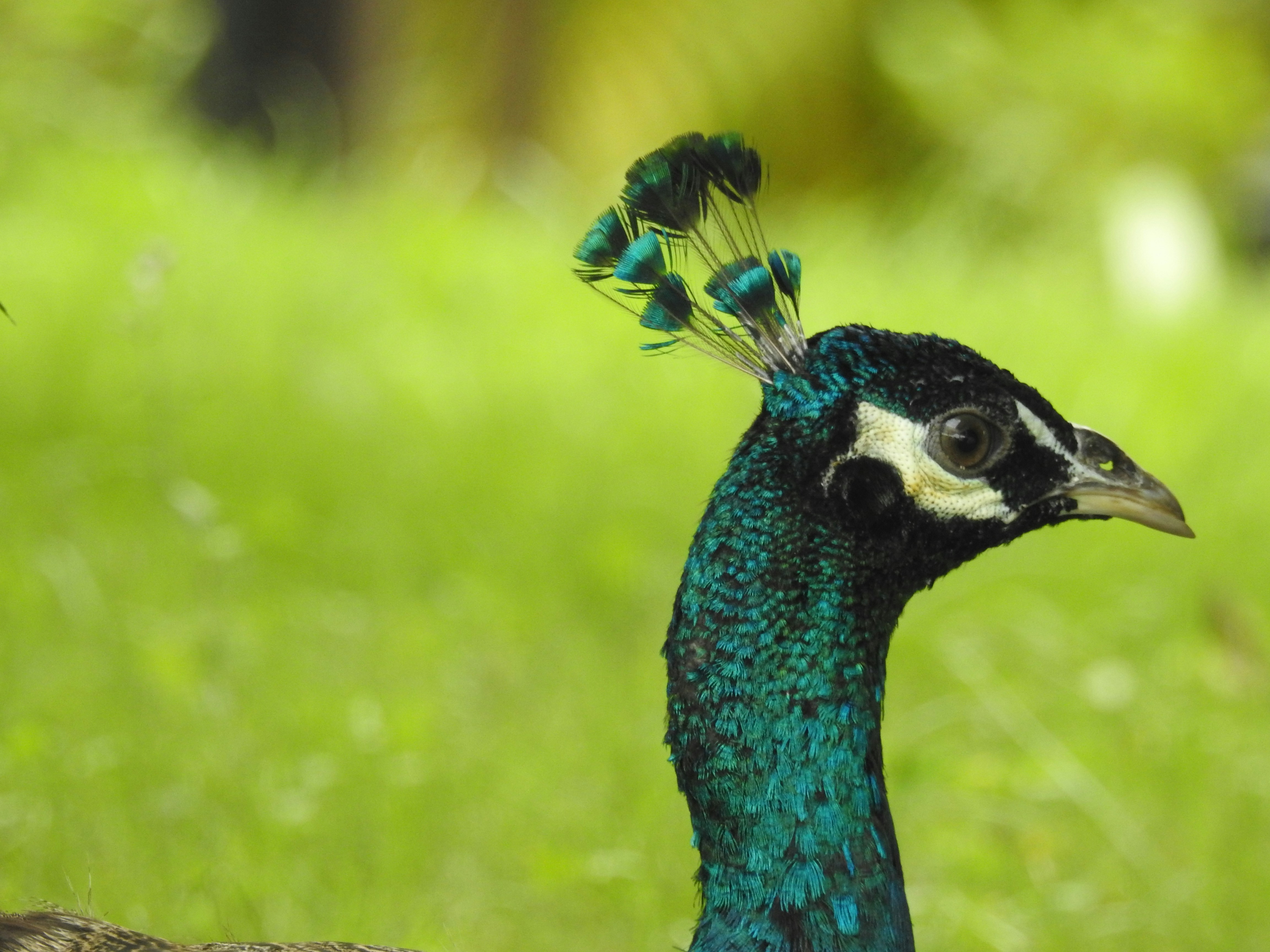 Emerald Crest: a Peacock’s Portrait Against a Verdant Canvas