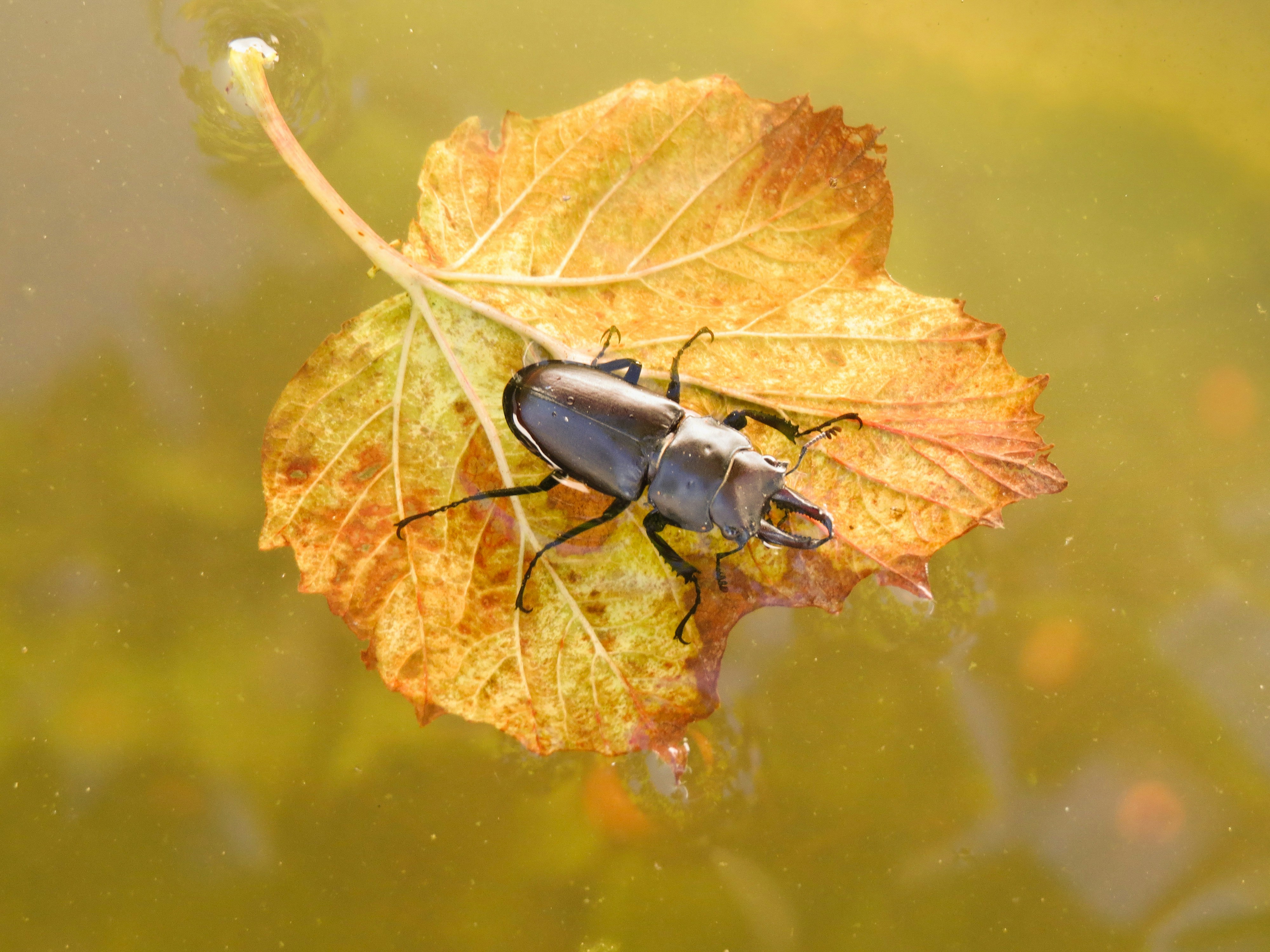 Black Beetle on an Autumn Leaf Floating on a Calm Pond