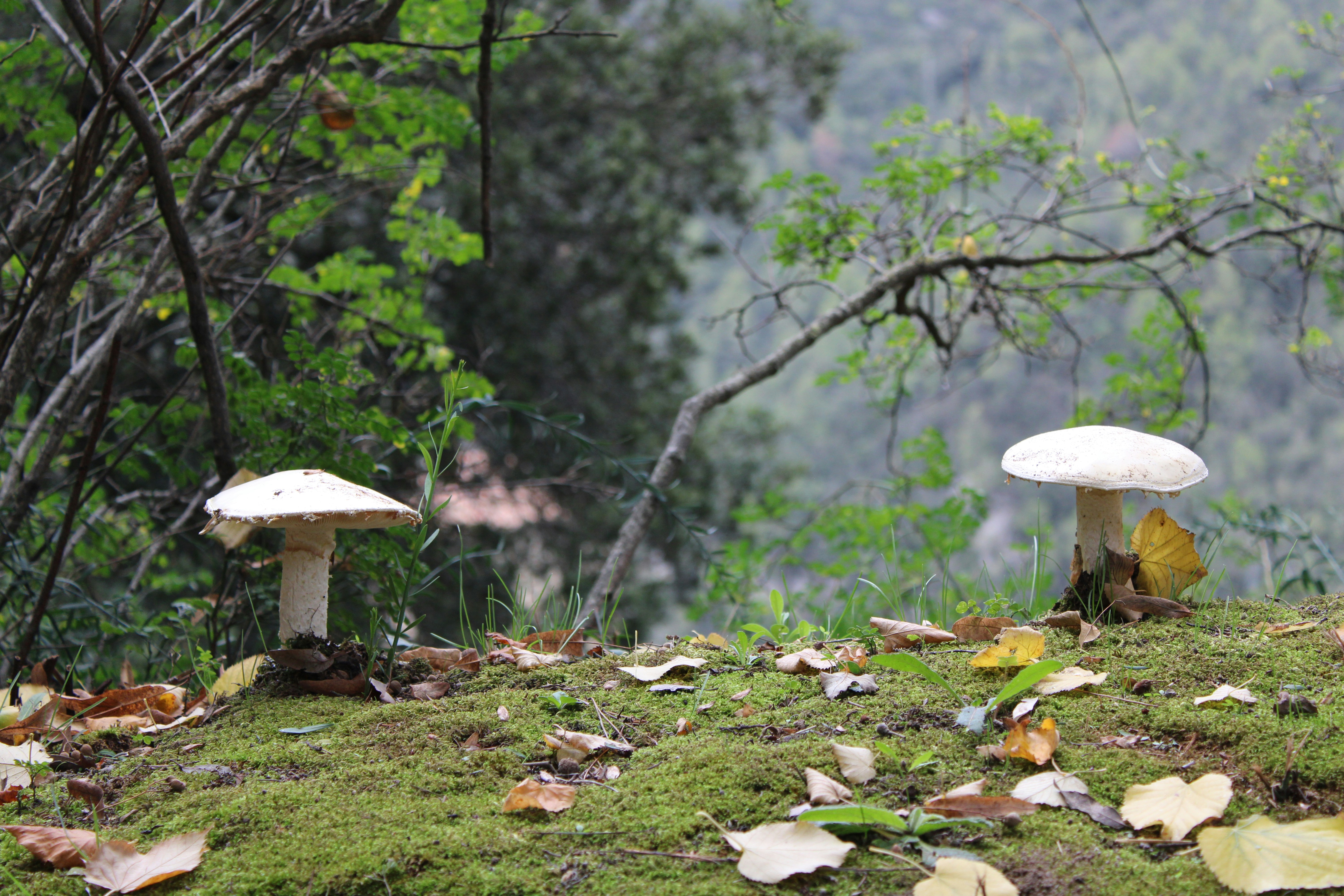 Two mushrooms on a moss-covered forest floor surrounded by fallen leaves.