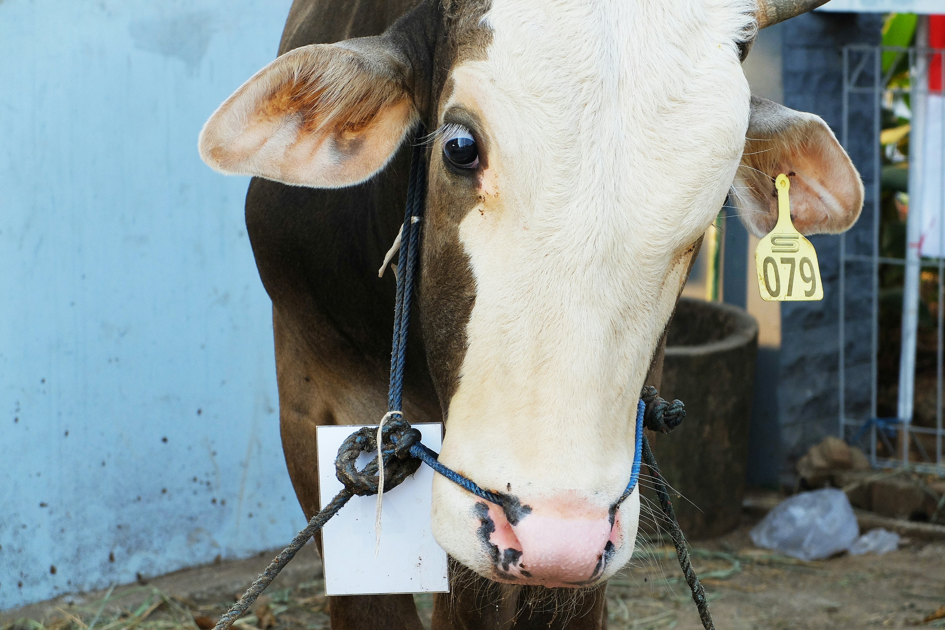 Foto Una vaca con una etiqueta alrededor del cuello – Imagen Vaca ...