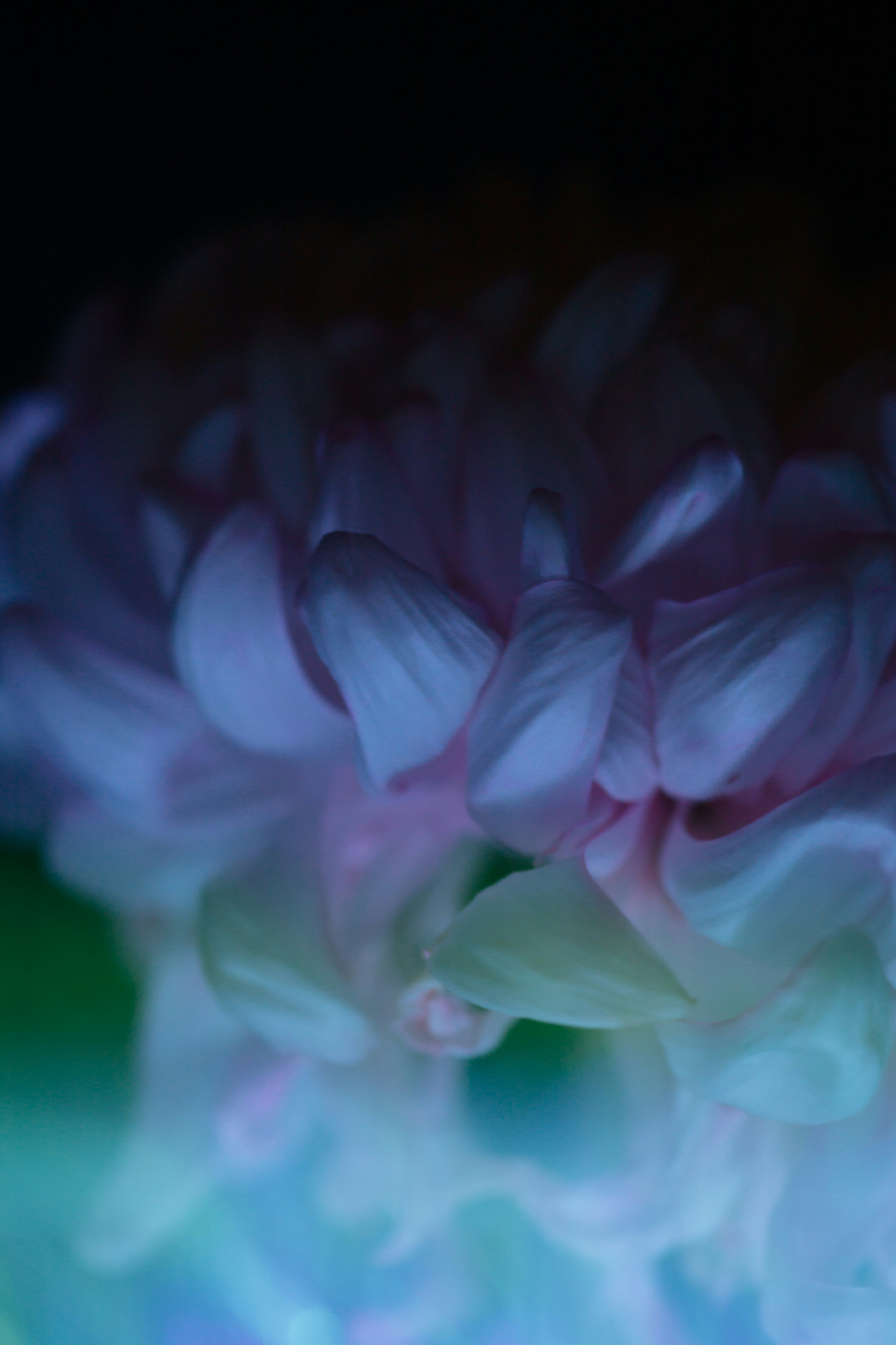 a close up of a flower with a blurry background