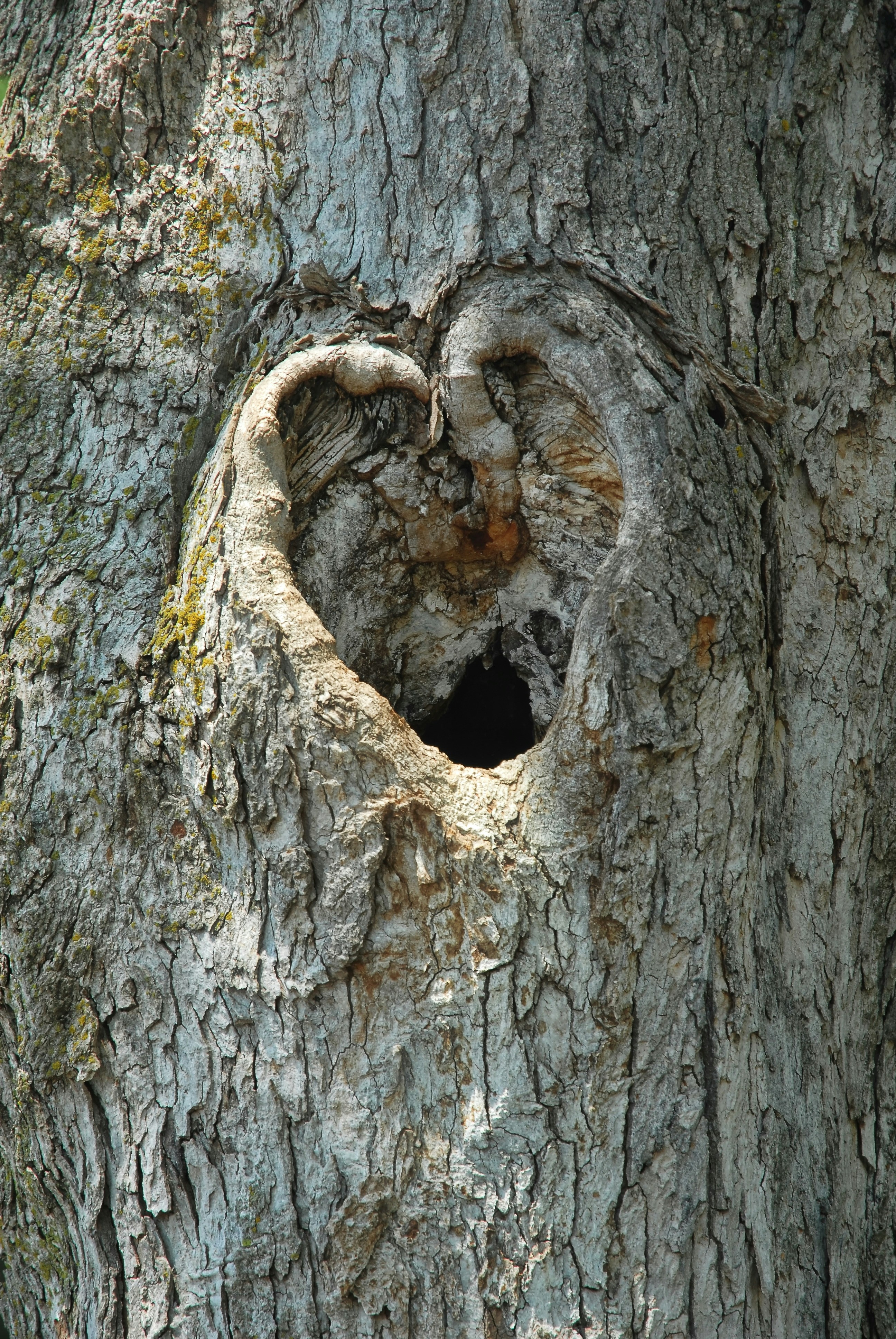 Heart In Tree Bark
