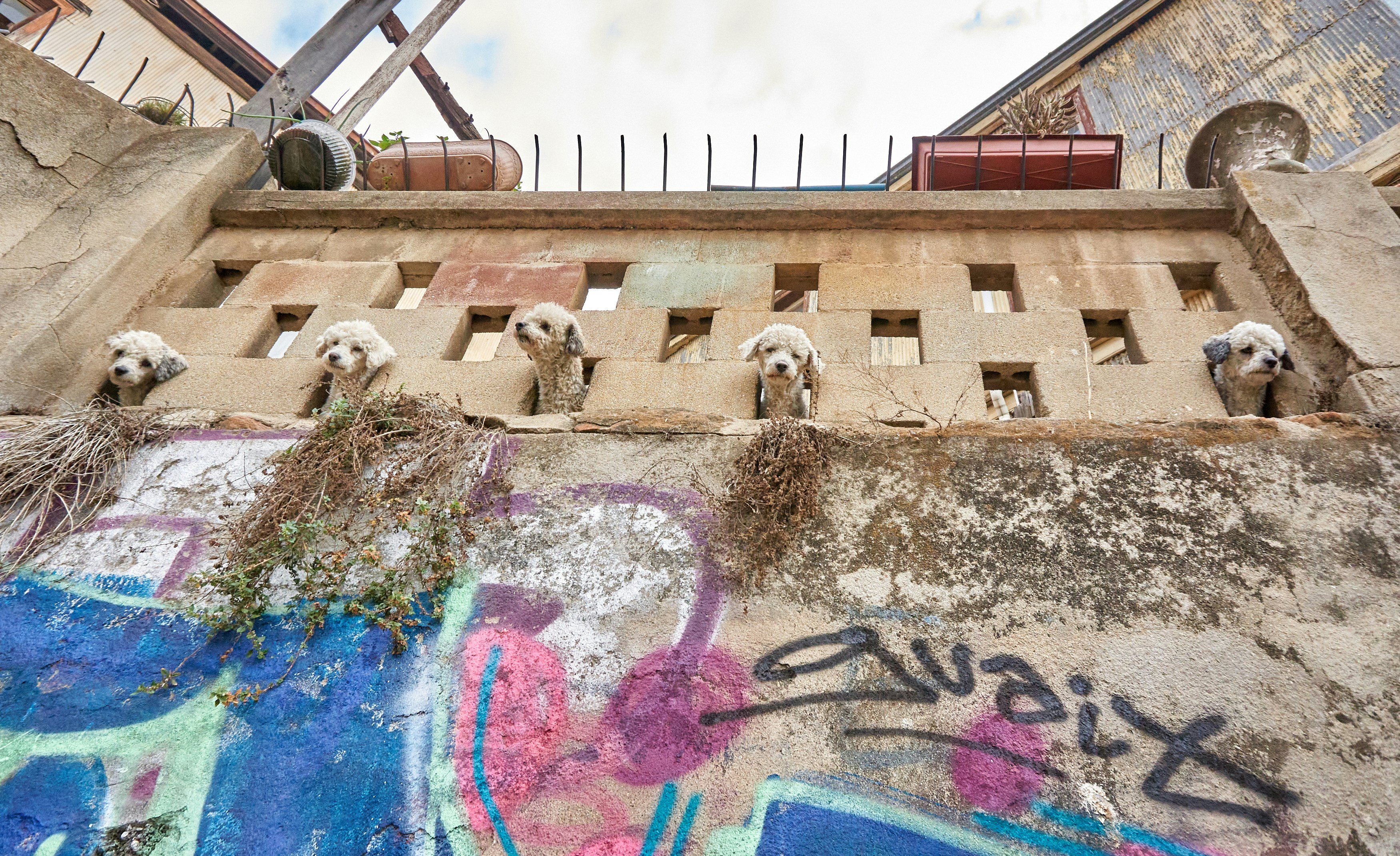 Five Paws over the Graffiti Wall