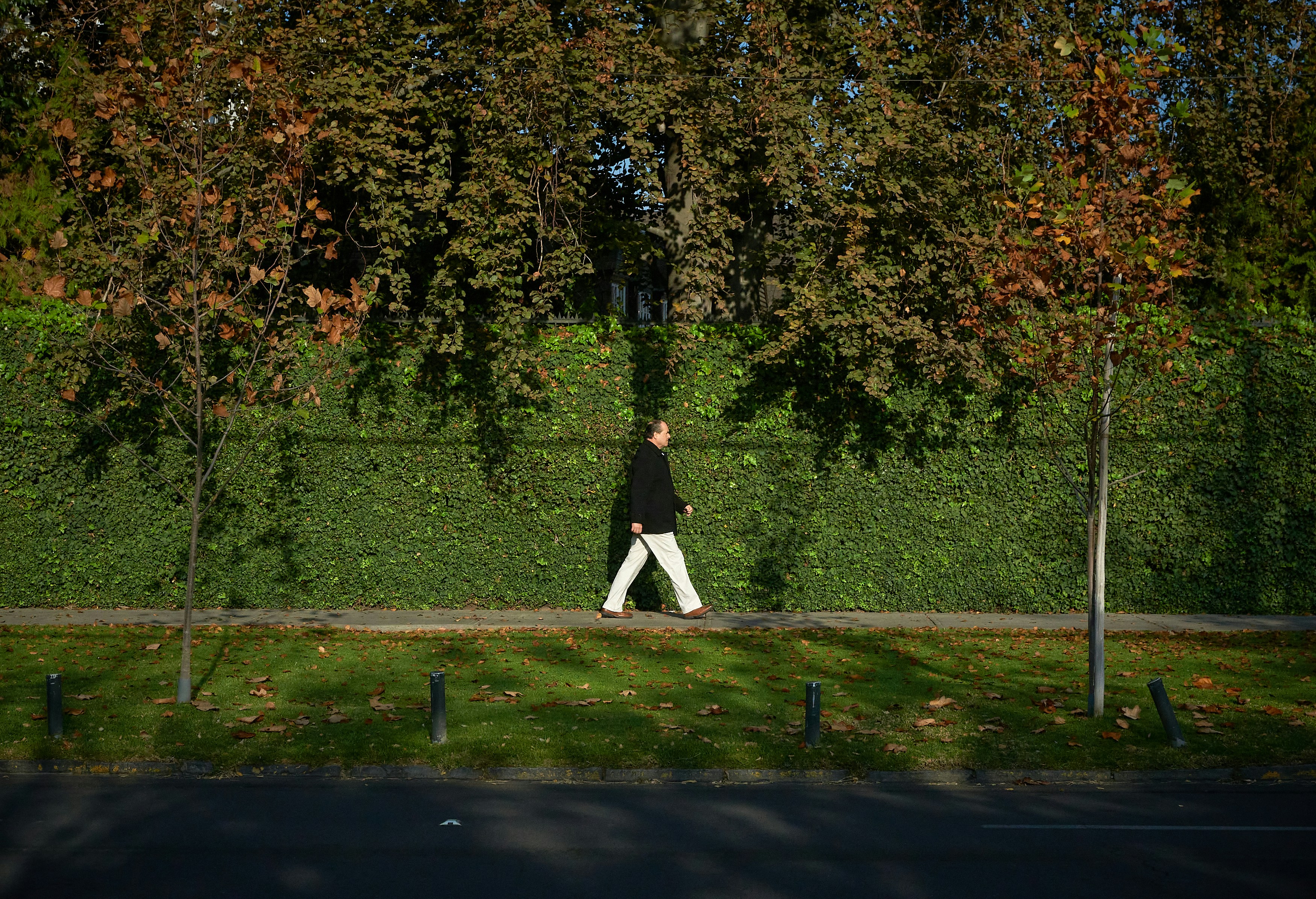 A Lone Walker on a Sunlit Park Path Between Turning Leaves