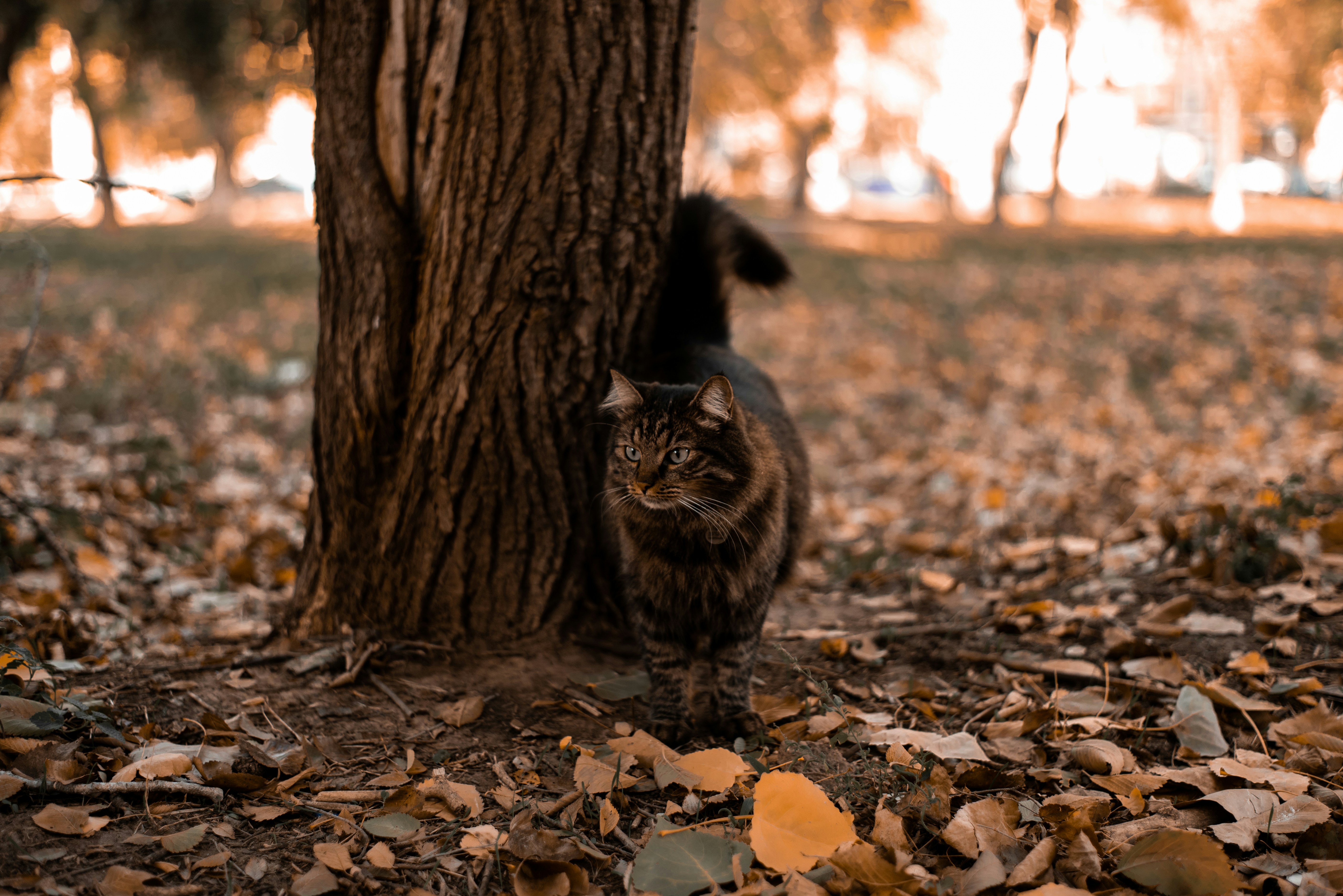 Autumn Sentinel: a tabby cat pauses beside a sunlit tree