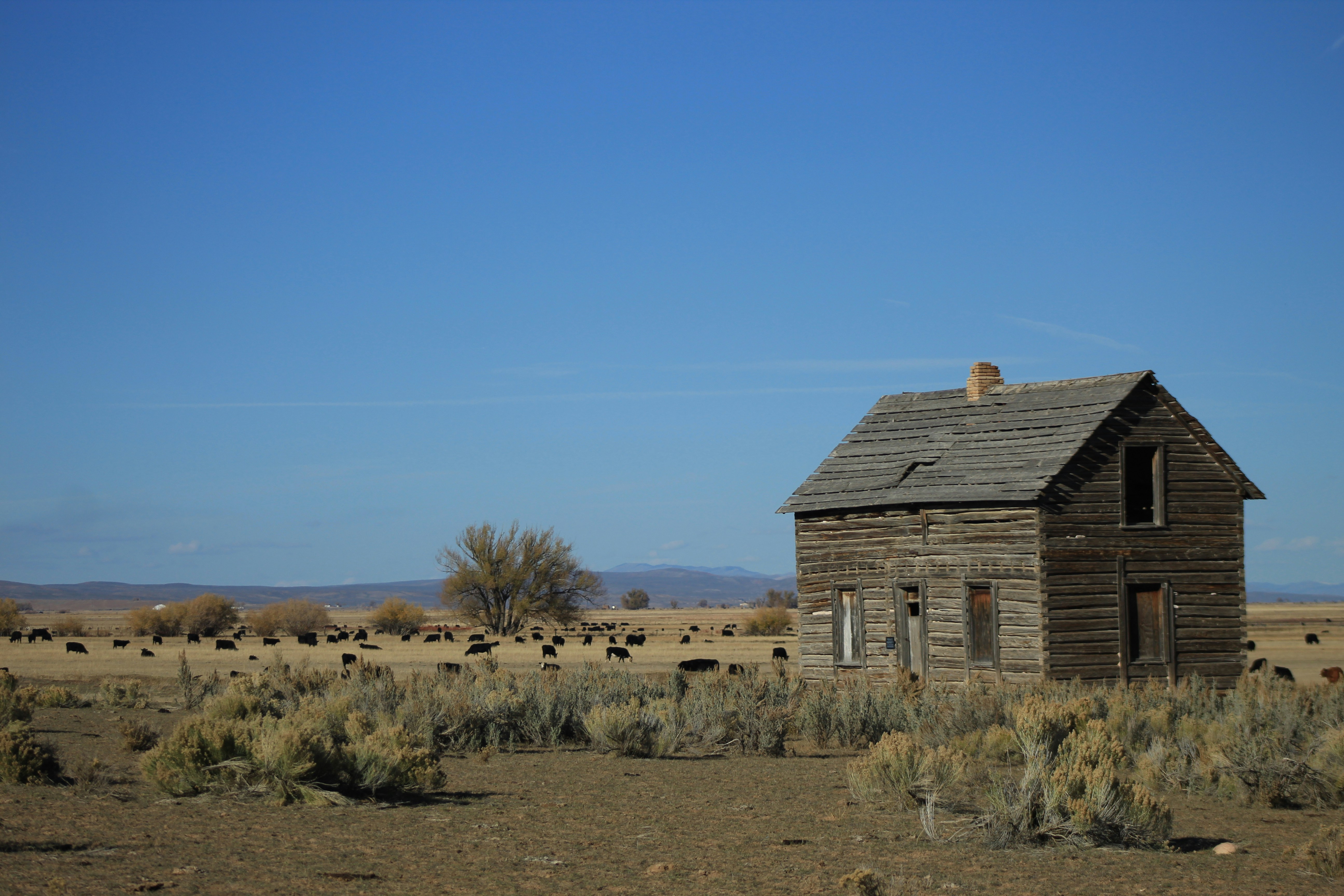 Abandoned wooden house set against a vast, open landscape with grazing cattle. The scene reflects a blend of history and nature's tranquility.