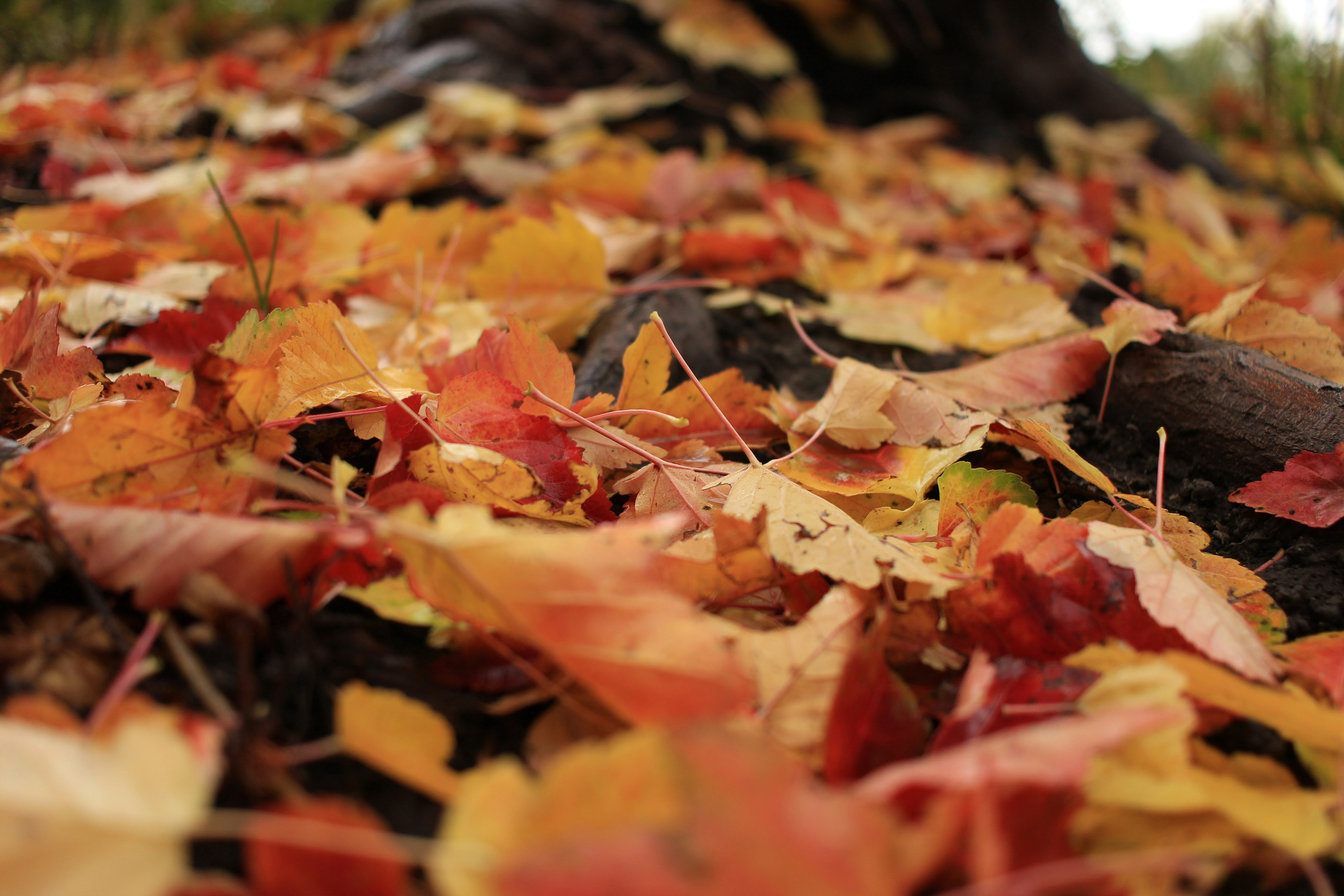 Autumn's Tapestry Beneath the Trees