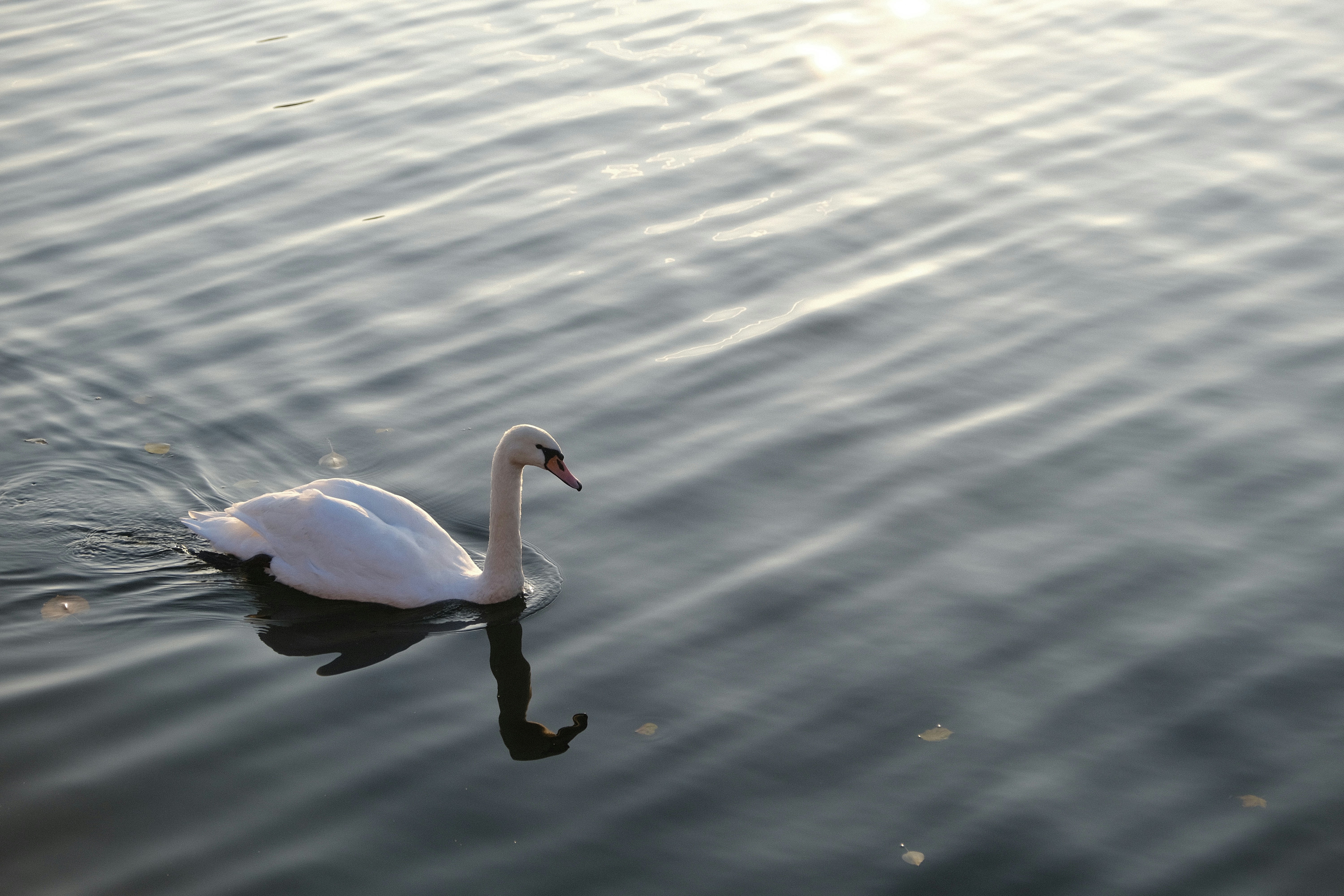 A graceful swan gliding across a rippling lake, reflecting the soft light of the evening sky.