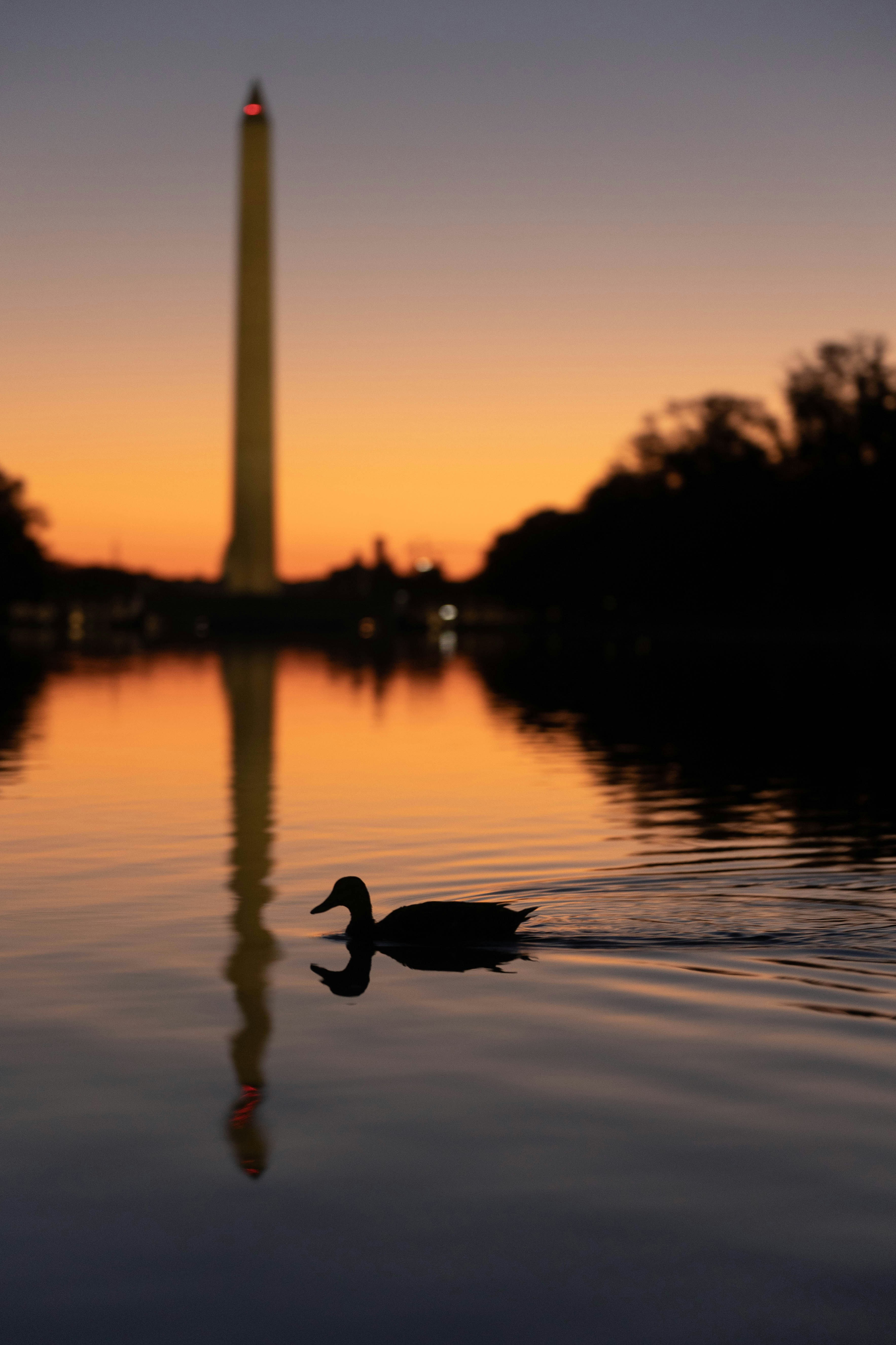 Dusk Over the Obelisk: A Solitary Duck Traverses a Quiet Riverside