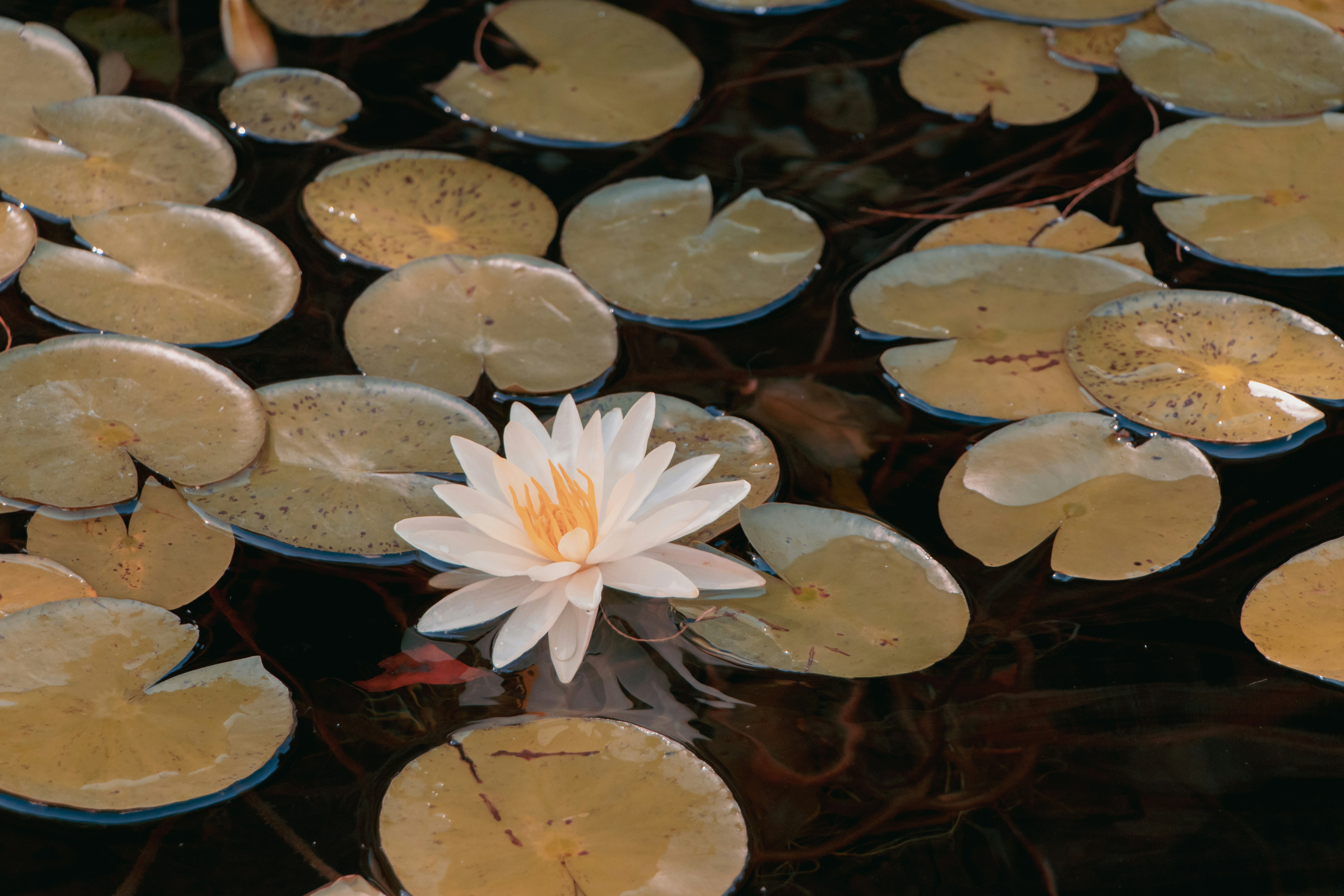 White water lily blooming amidst floating lily pads on a tranquil pond.