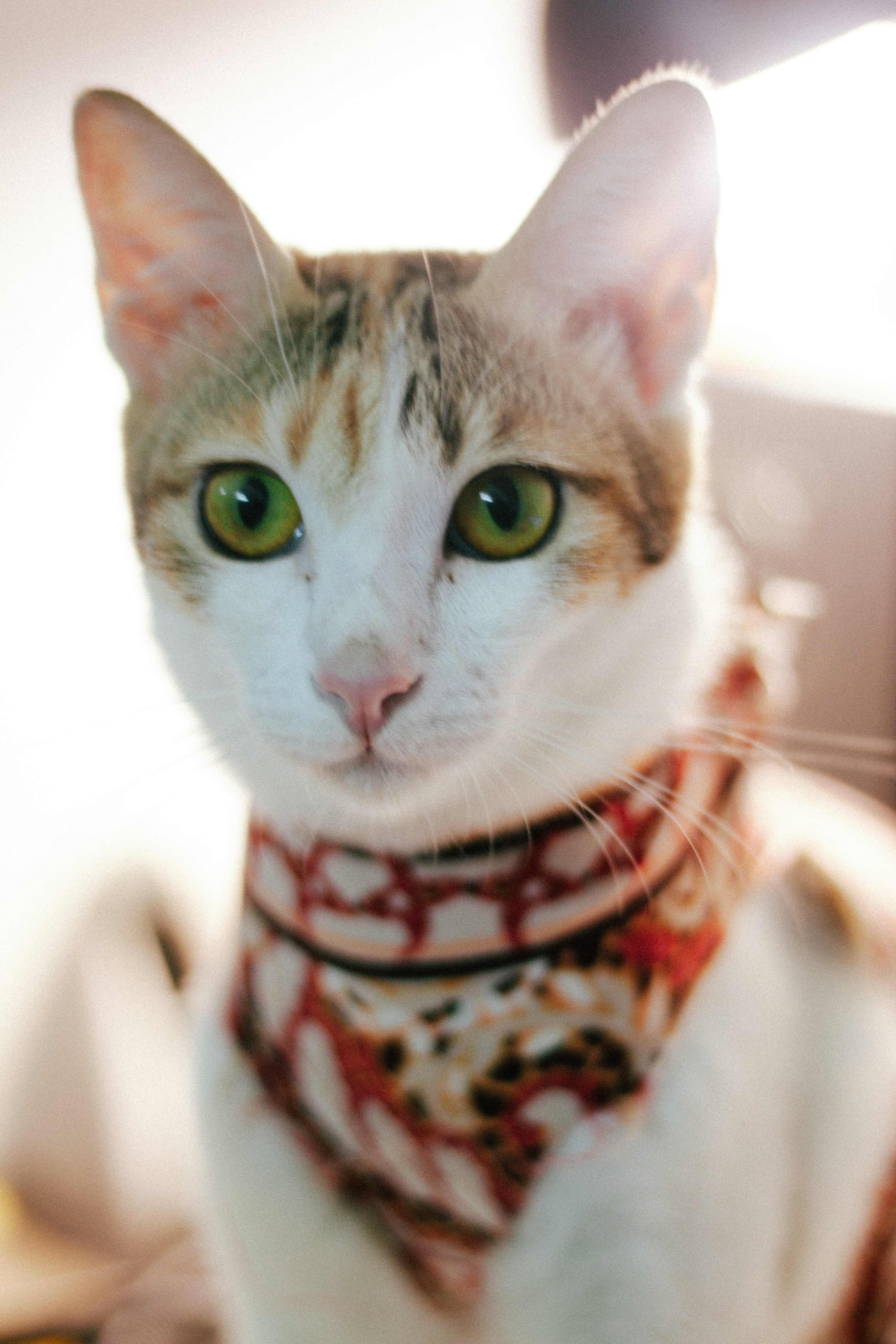 Emerald Gaze: Close-Up of a Curious Calico