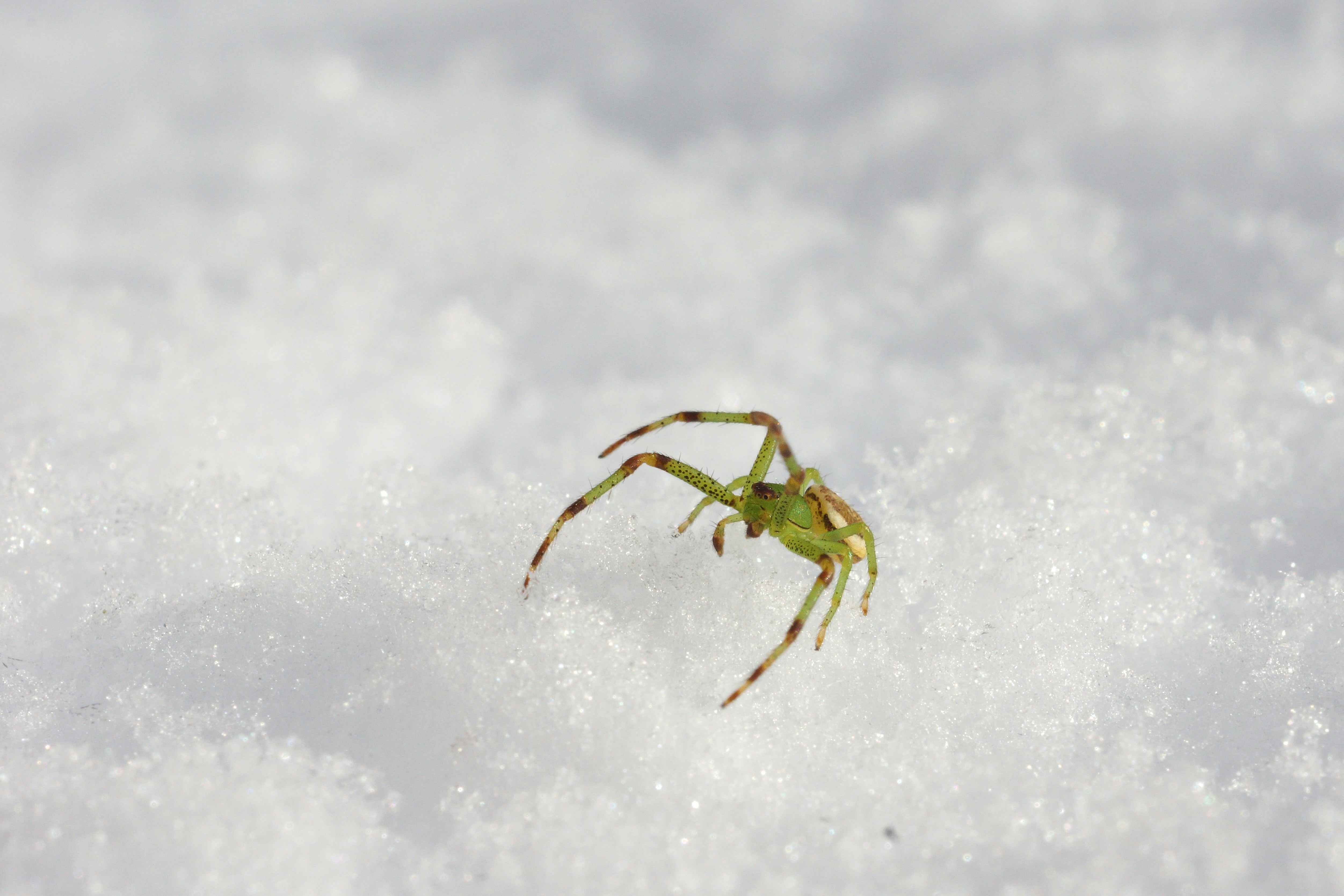 Emerald Crab Spider Traverses a Frosty Snowfield