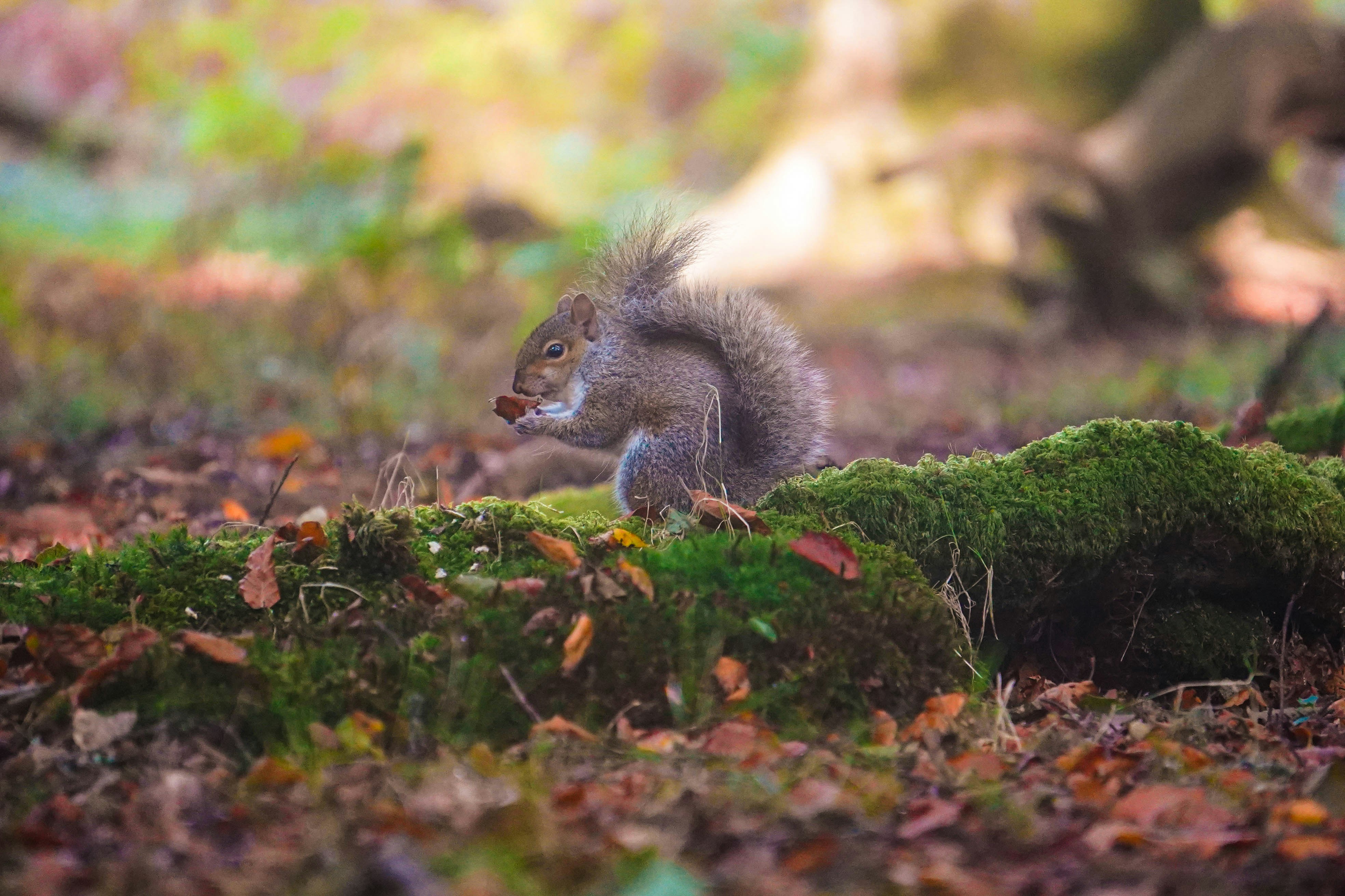 Squirrel Pause: A Mossy Ridge Amid Autumn Groundcover