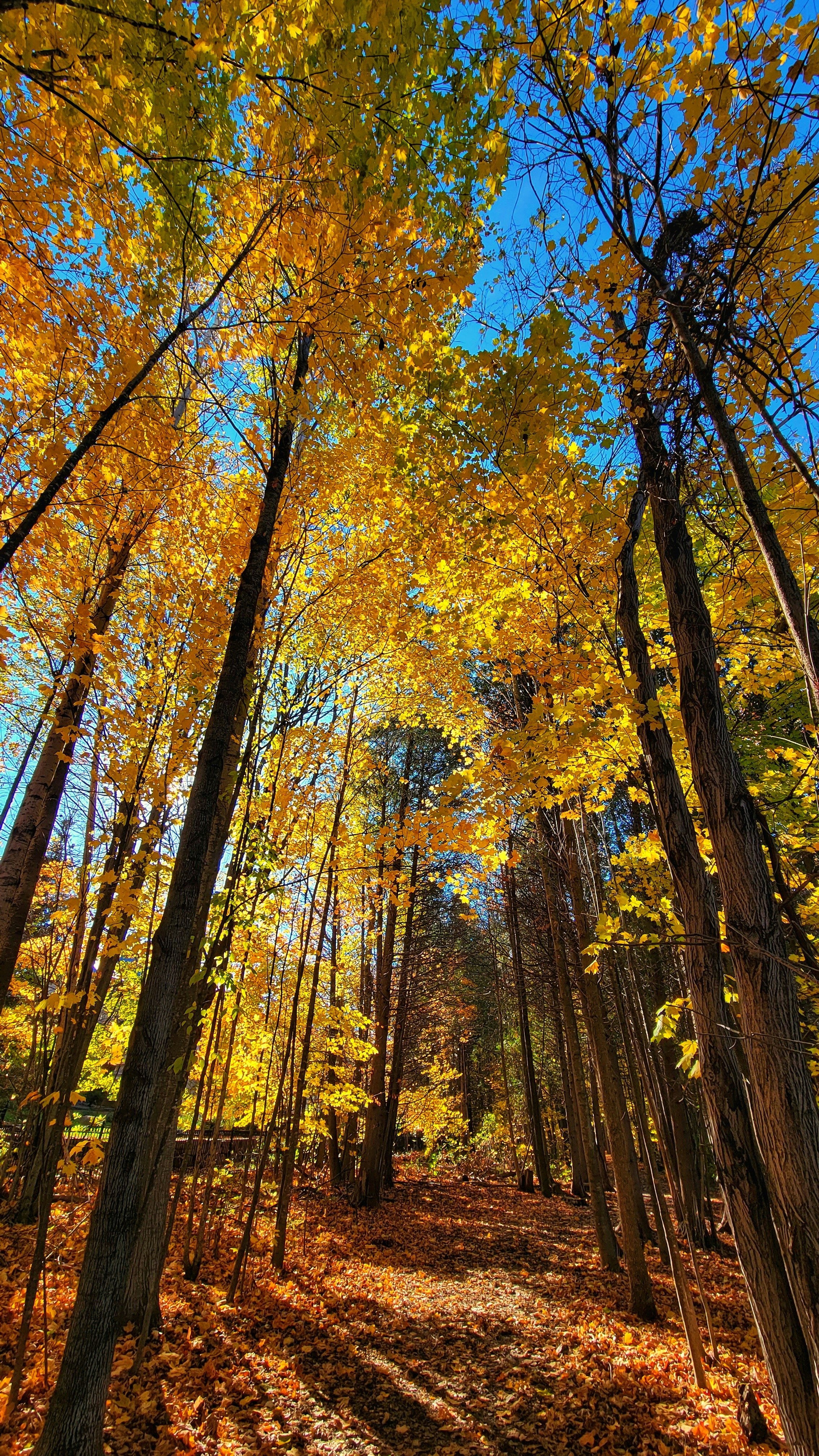 A forest filled with lots of trees covered in leaves photo – Free ...